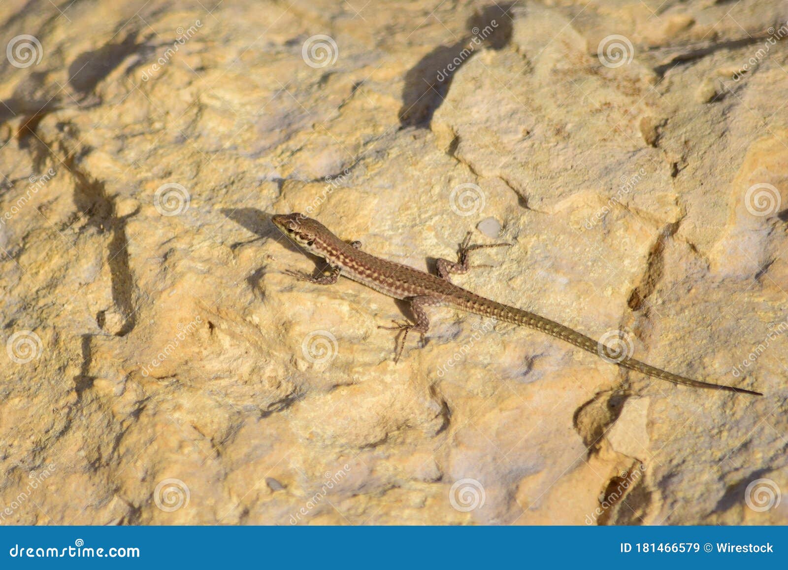 Selective Focus Shot of Maltese Wall Lizard in Maltese Islands, Malta ...