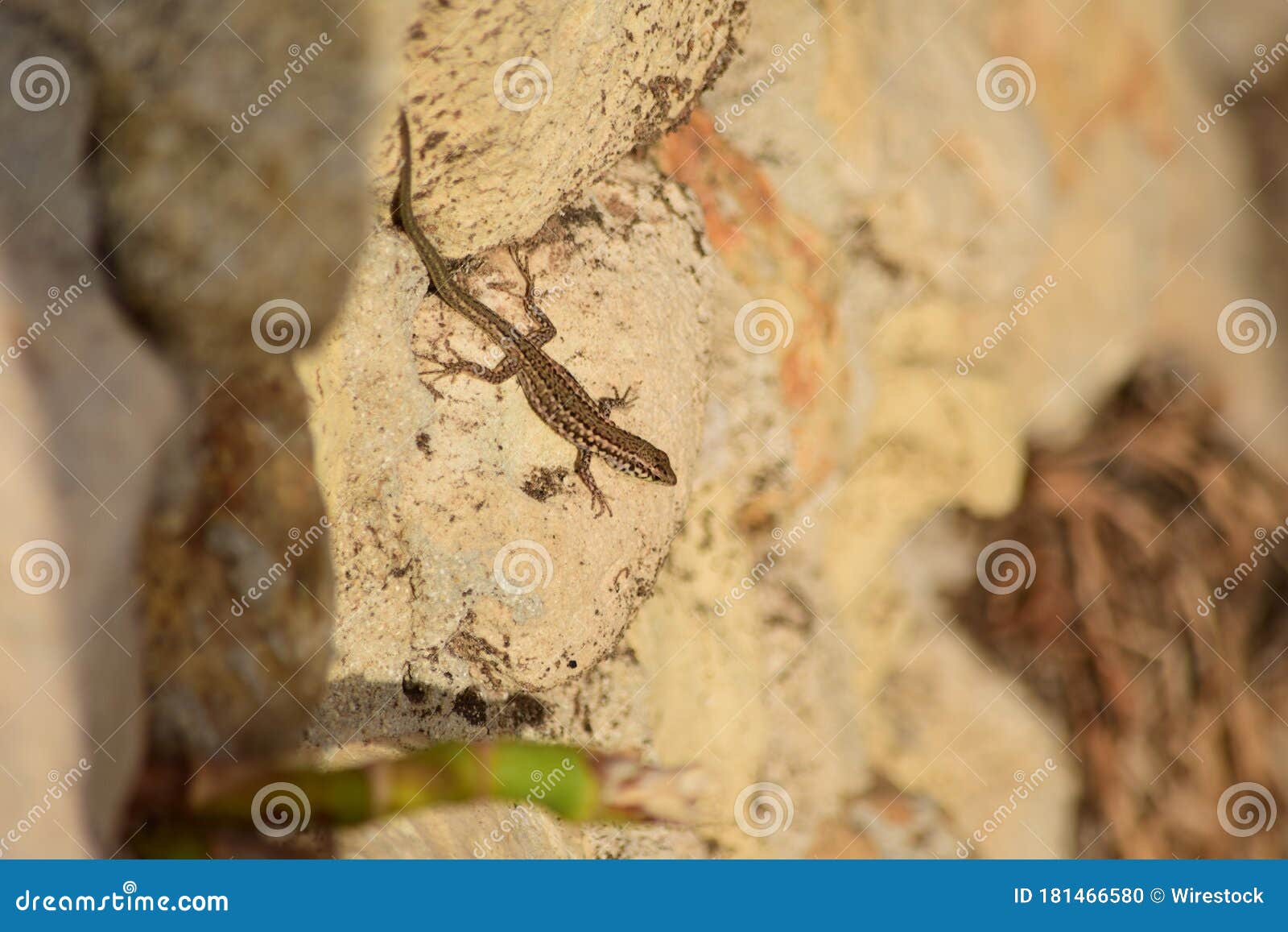 Selective Focus Shot of Maltese Wall Lizard in Maltese Islands, Malta ...
