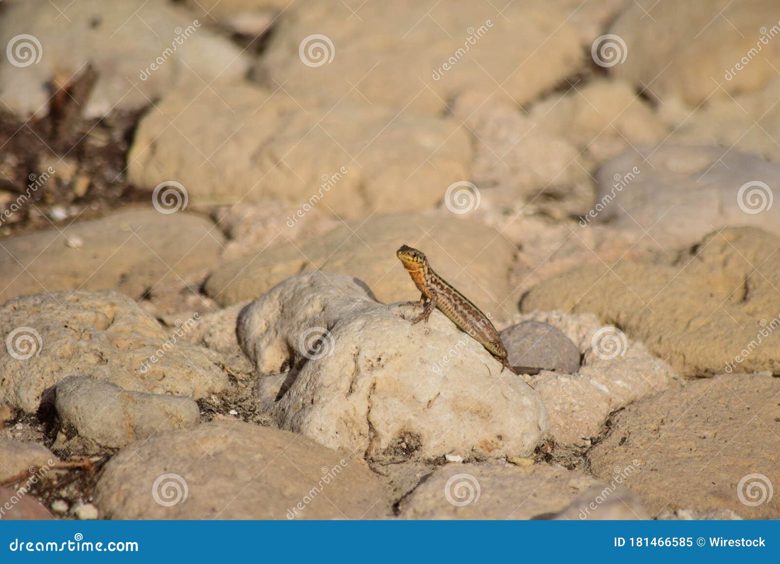 Selective Focus Shot of Maltese Wall Lizard in Maltese Islands, Malta ...