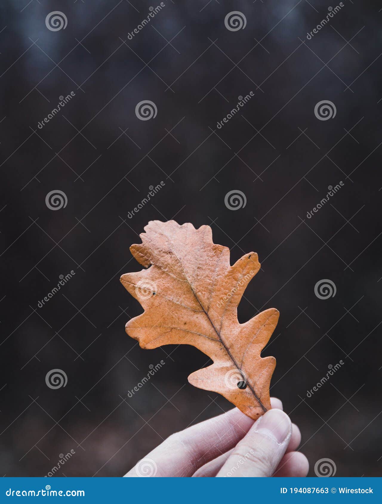 Brown Laef Stock Photos - Free & Royalty-Free Stock Photos from Dreamstime