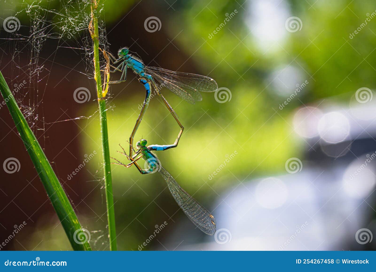 Selective Focus Shot of Mating Dragonflies Stock Photo - Image of love, copulating: 254267458