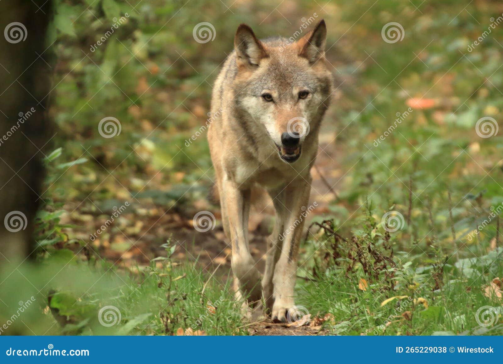 Selective Focus Shot of a Mongolian Wolf in the Forest, Surrounded by ...