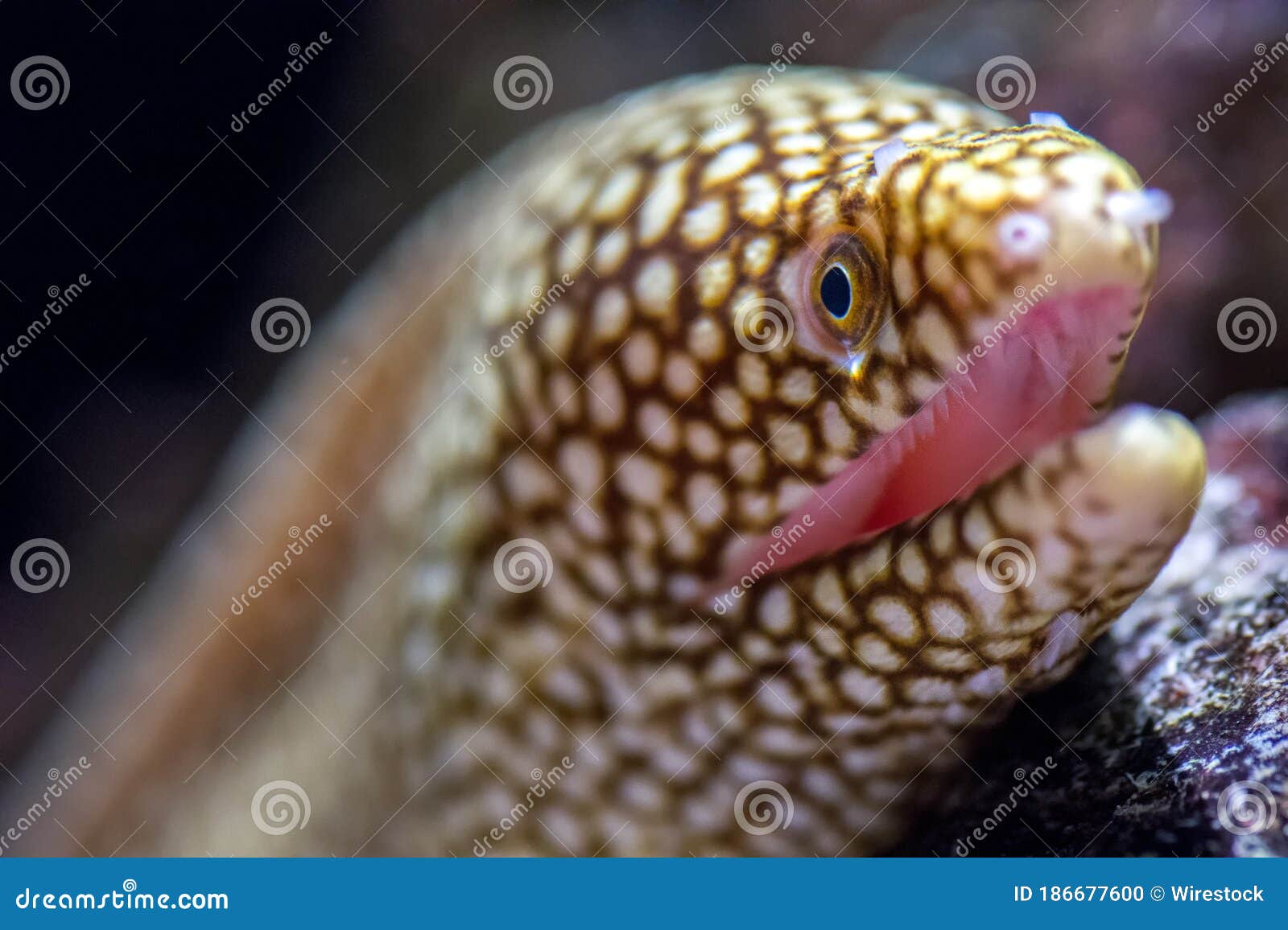 Selective Focus Shot of a Moray Eel Opening Its Mouth Stock Photo ...
