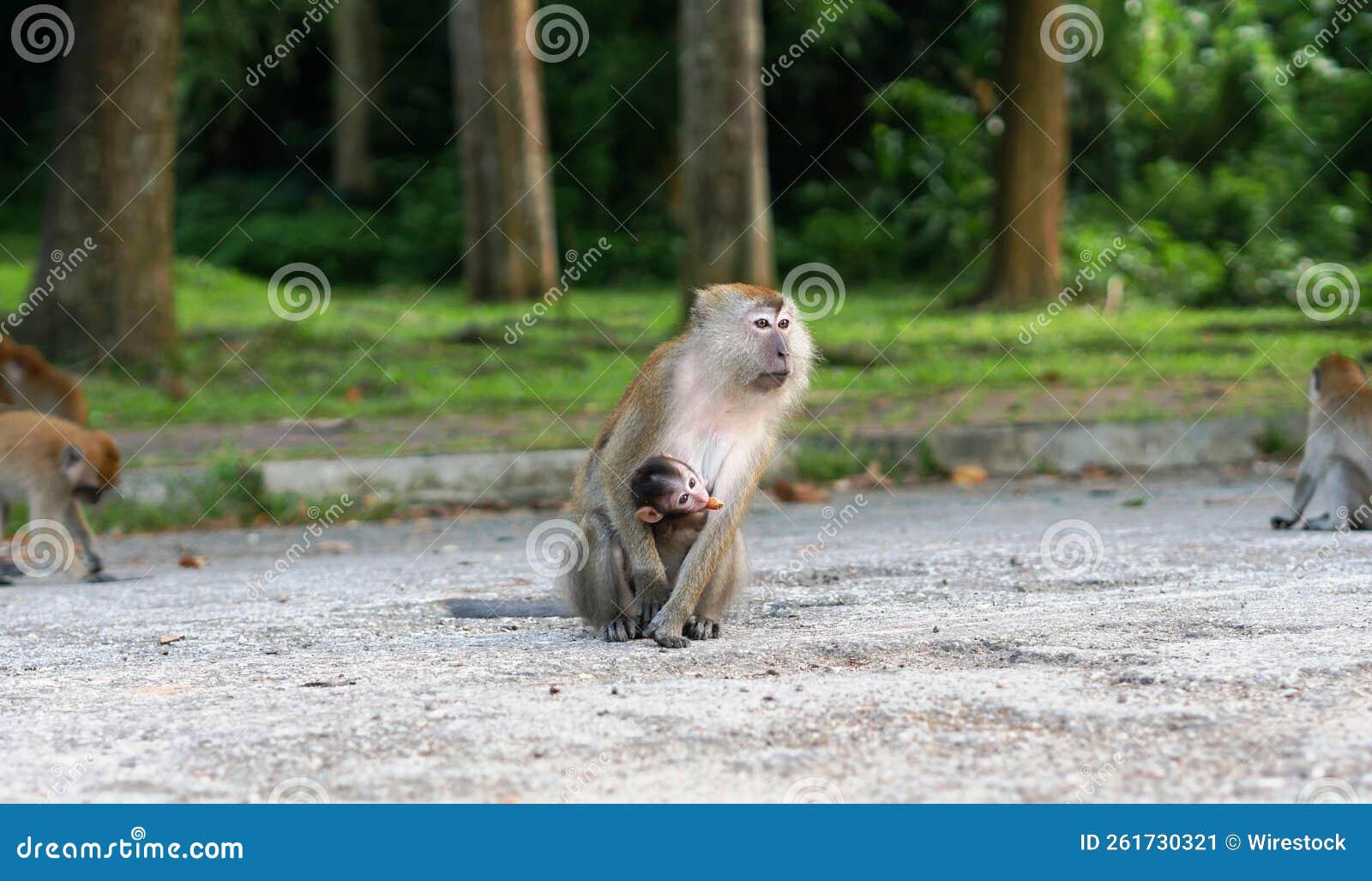 Selective Focus Shot of Mother Monkey with Its Baby Stock Image - Image ...