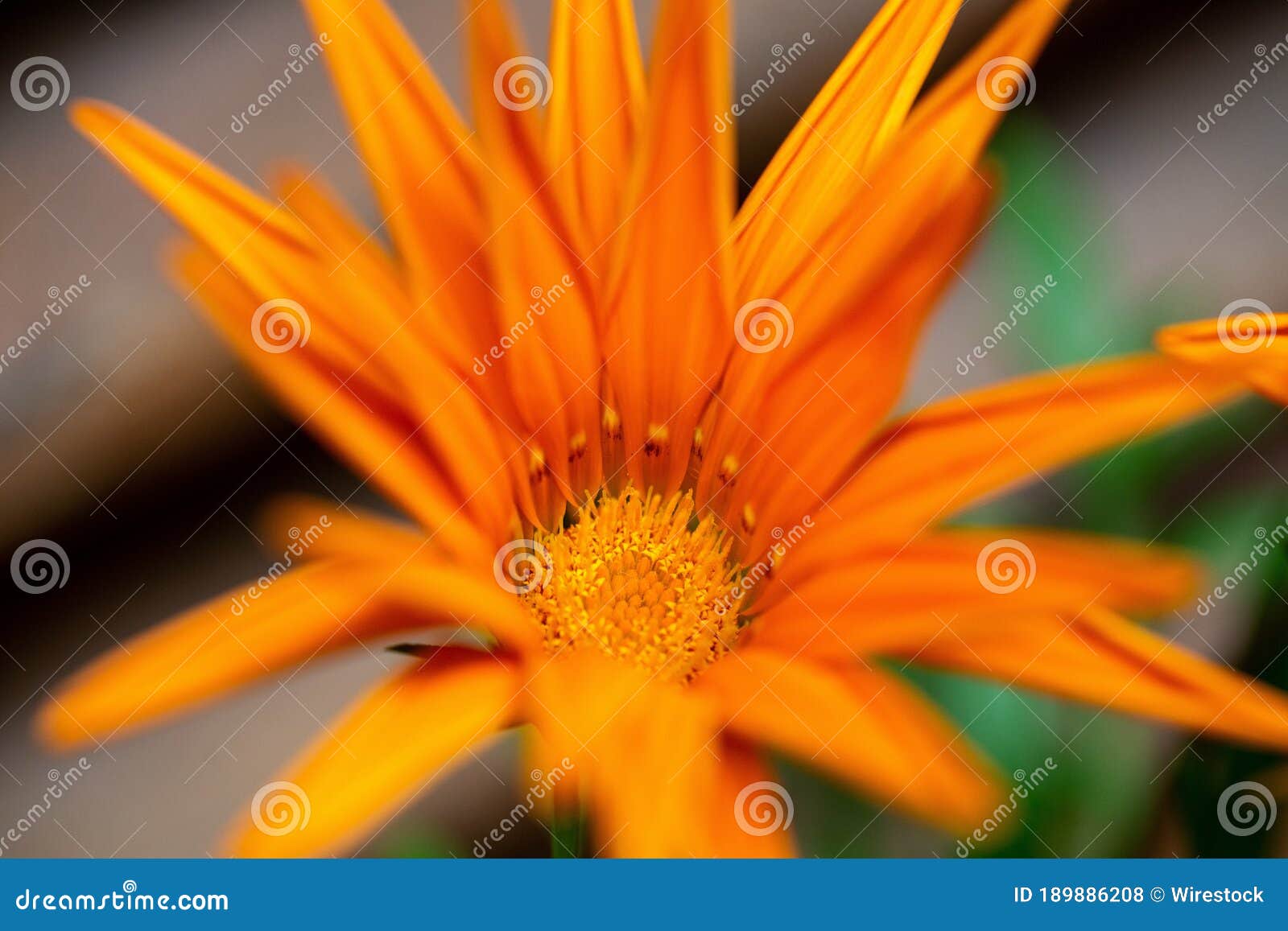 Selective Focus Shot of an Orange Flower with Long and Sharp Petals ...