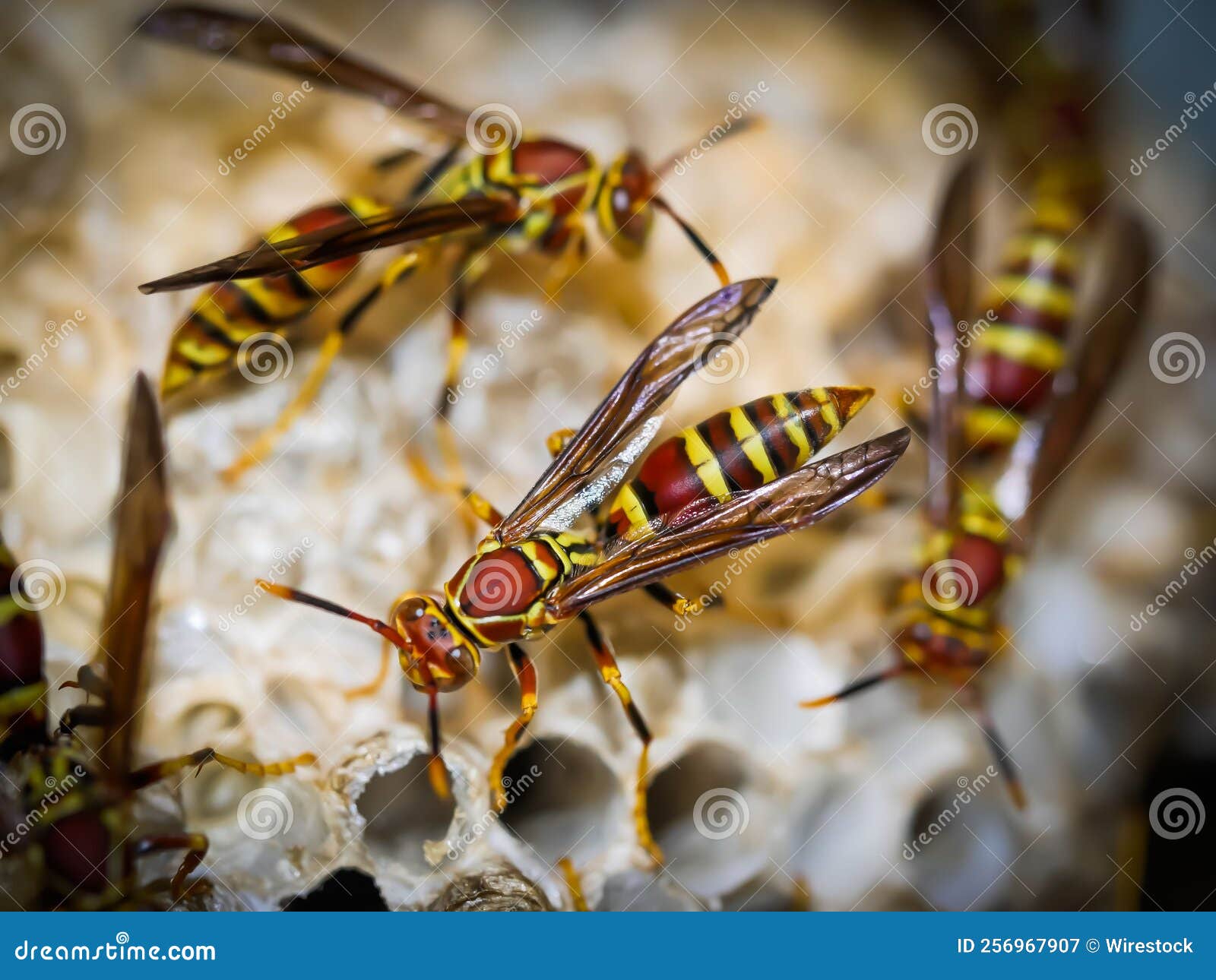 Selective Focus Shot of Paper Wasps on a Nest Stock Image - Image of ...
