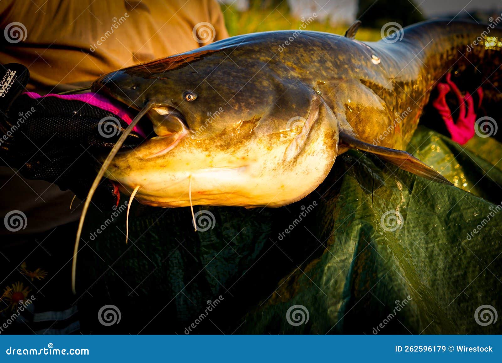 Selective Focus Shot of a Person Holding a Common Catfish Stock Image ...