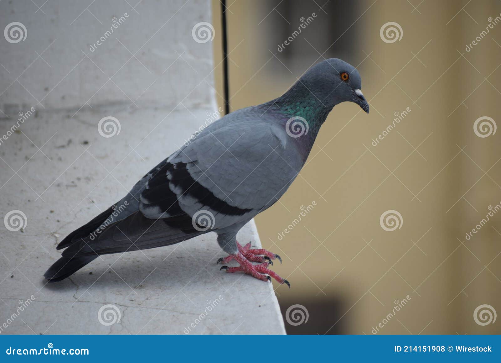 Selective Focus Shot of a Pigeon from Side Profile Sitting on a Stone ...