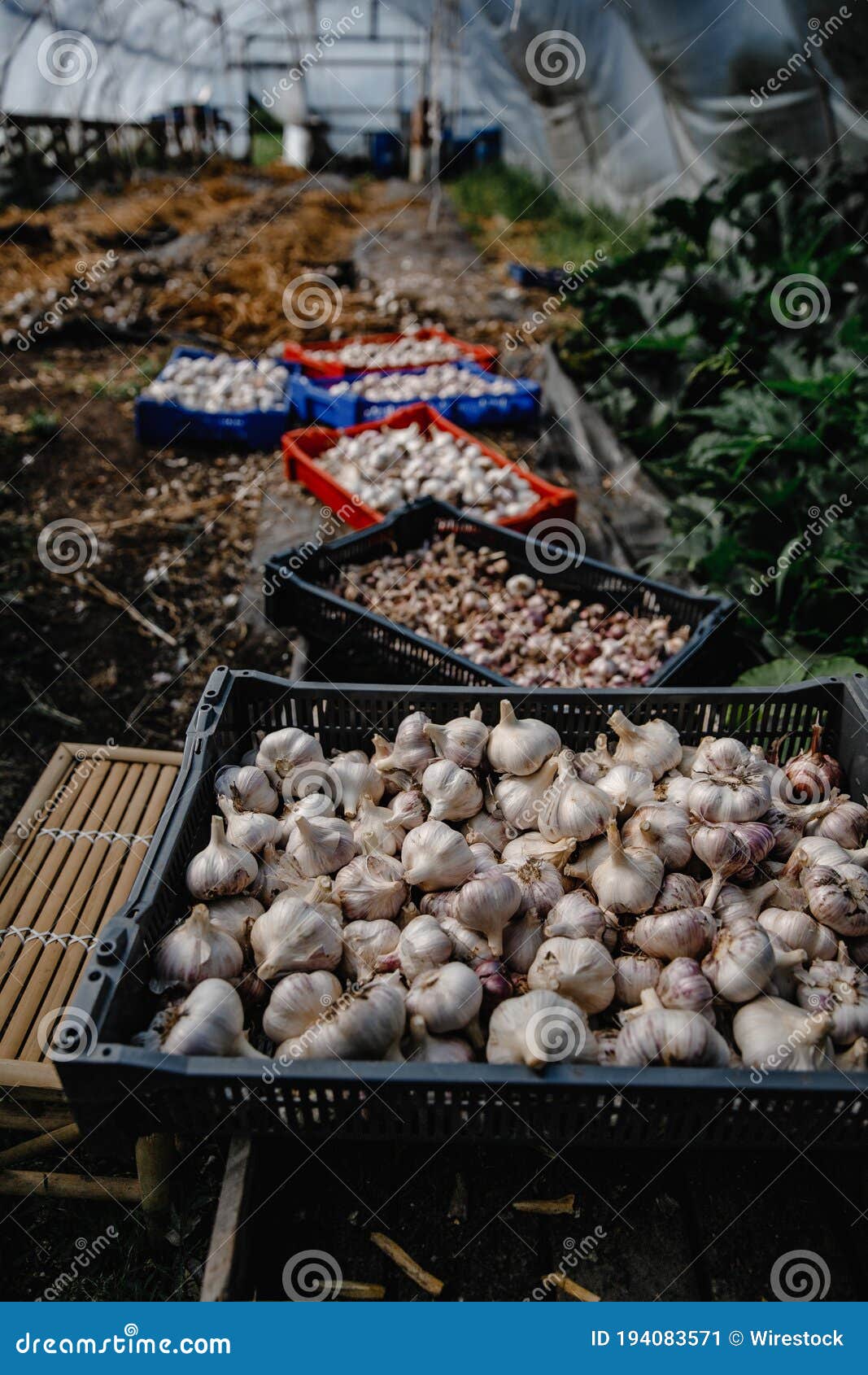 Selective Focus Shot of a Pile of Garlic Stacked on Top of Each Other ...