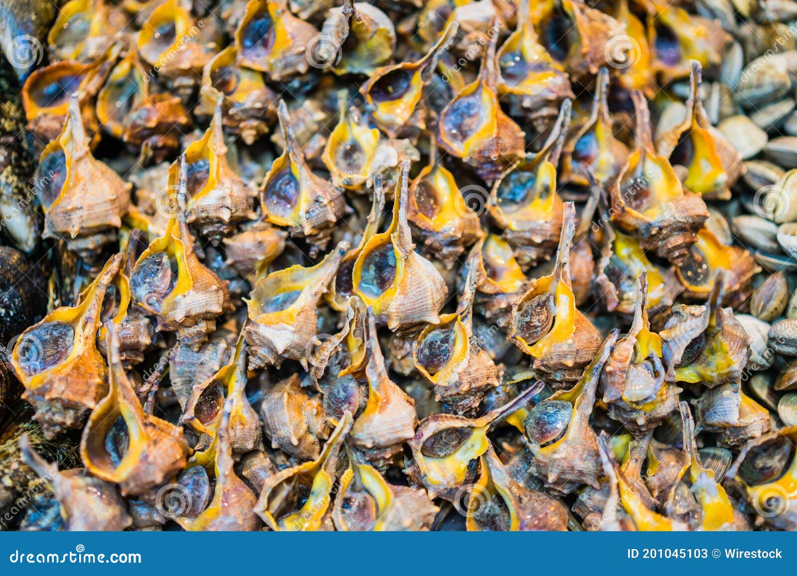 Selective Focus Shot of a Pile of Yellow Seashells Stock Image - Image ...