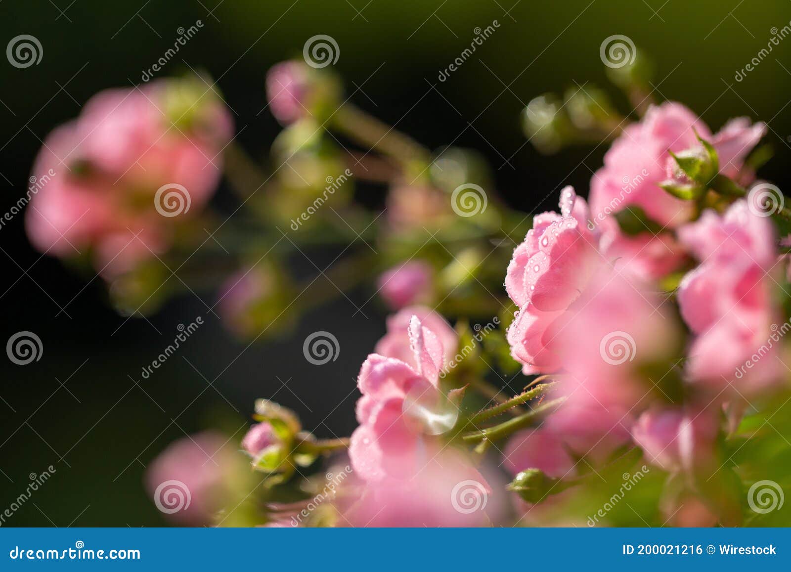 Selective Focus Shot of Pink Roses with Dew Stock Photo - Image of ...