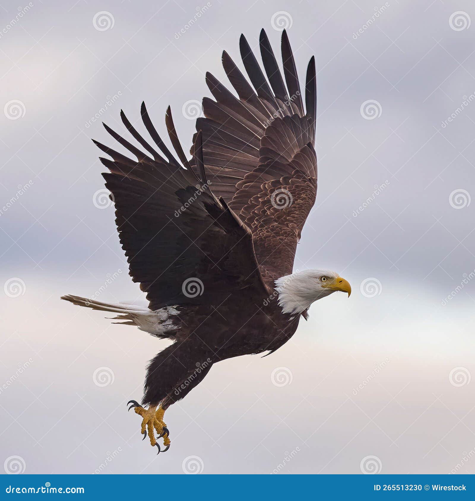 Selective Focus Shot of a Powerful Bald Eagle Flying in the Sky Stock ...