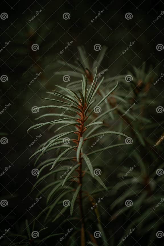Selective Focus Shot of a Prickly Pine Tree Branch in a Dark Forest ...