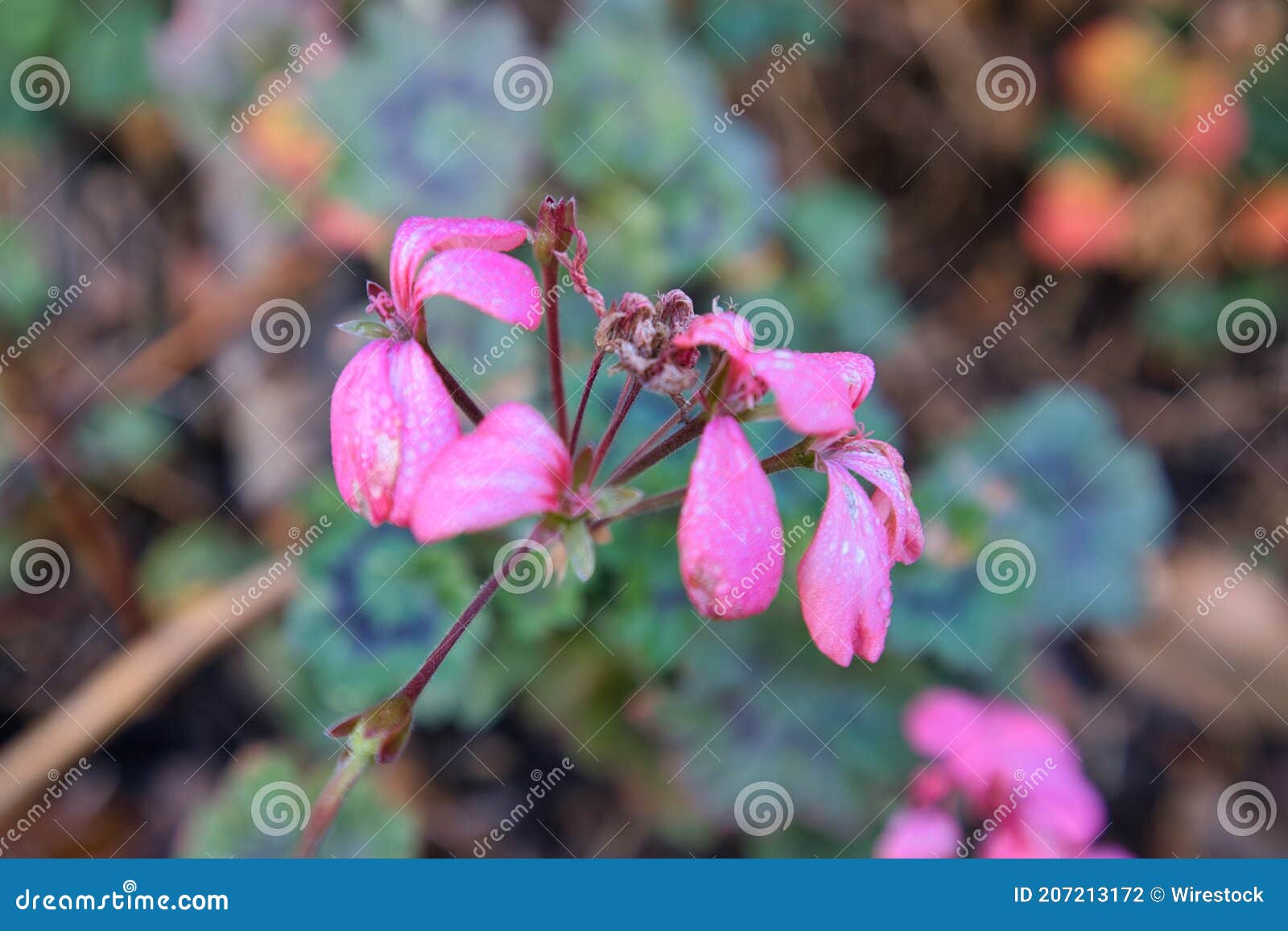 Selective Focus Shot of Purple Pelargoniums Stock Photo - Image of ...