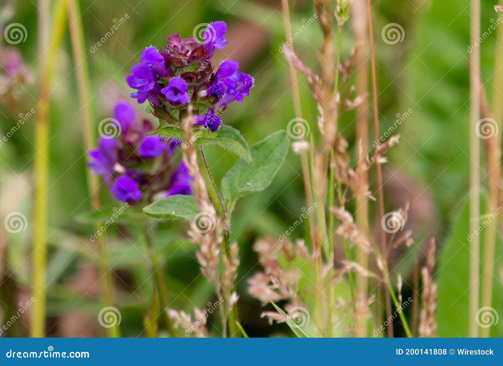 Selective Focus Shot of Purple Prunella Grandiflora Stock Photo - Image ...