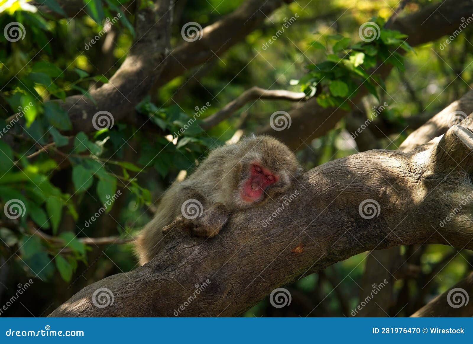 Selective Focus Shot of a Red-faced Monkey Laying Sleeping on a Tree ...