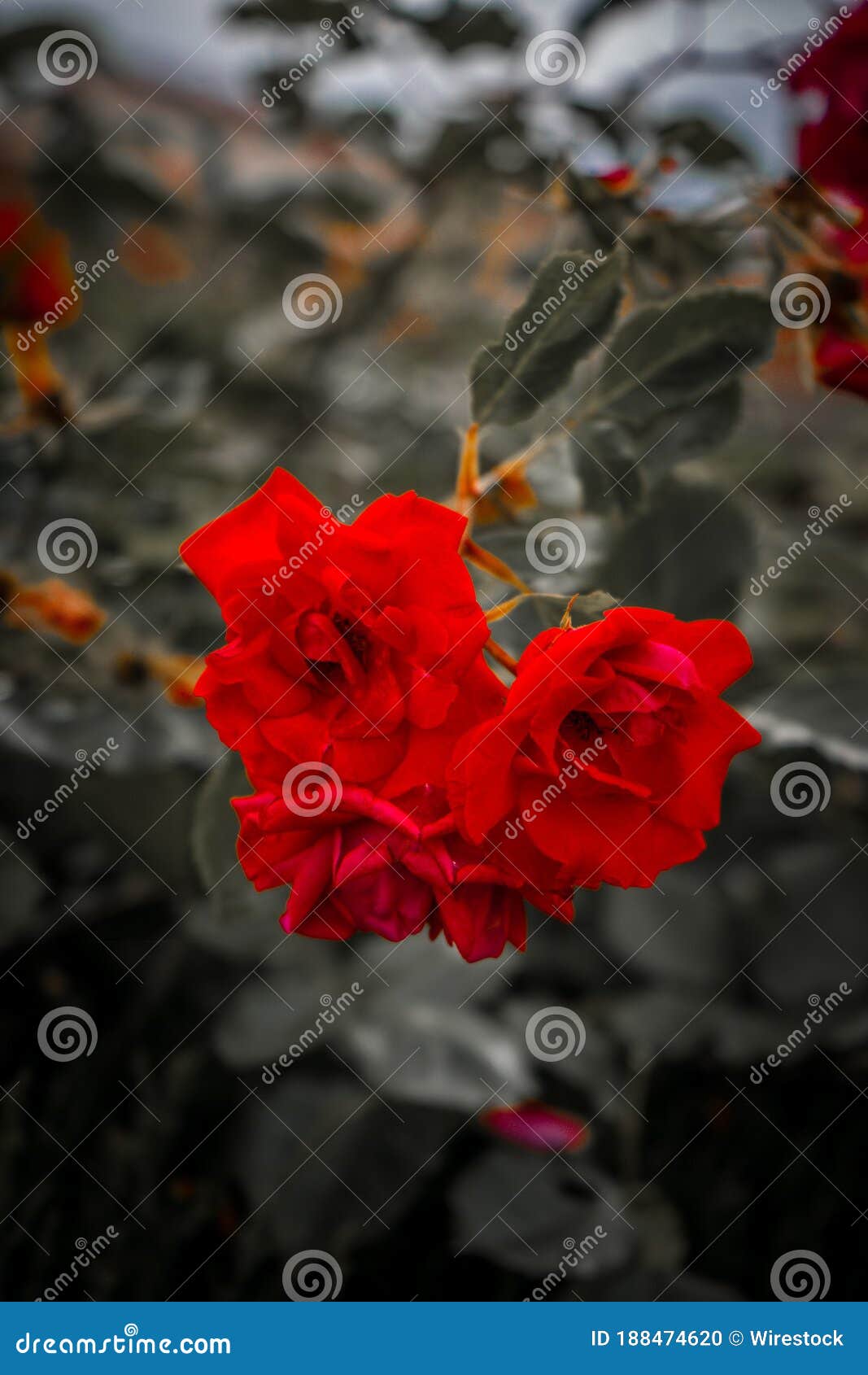 Selective Focus Shot of the Red Floribunda Roses Blooming in a Field ...