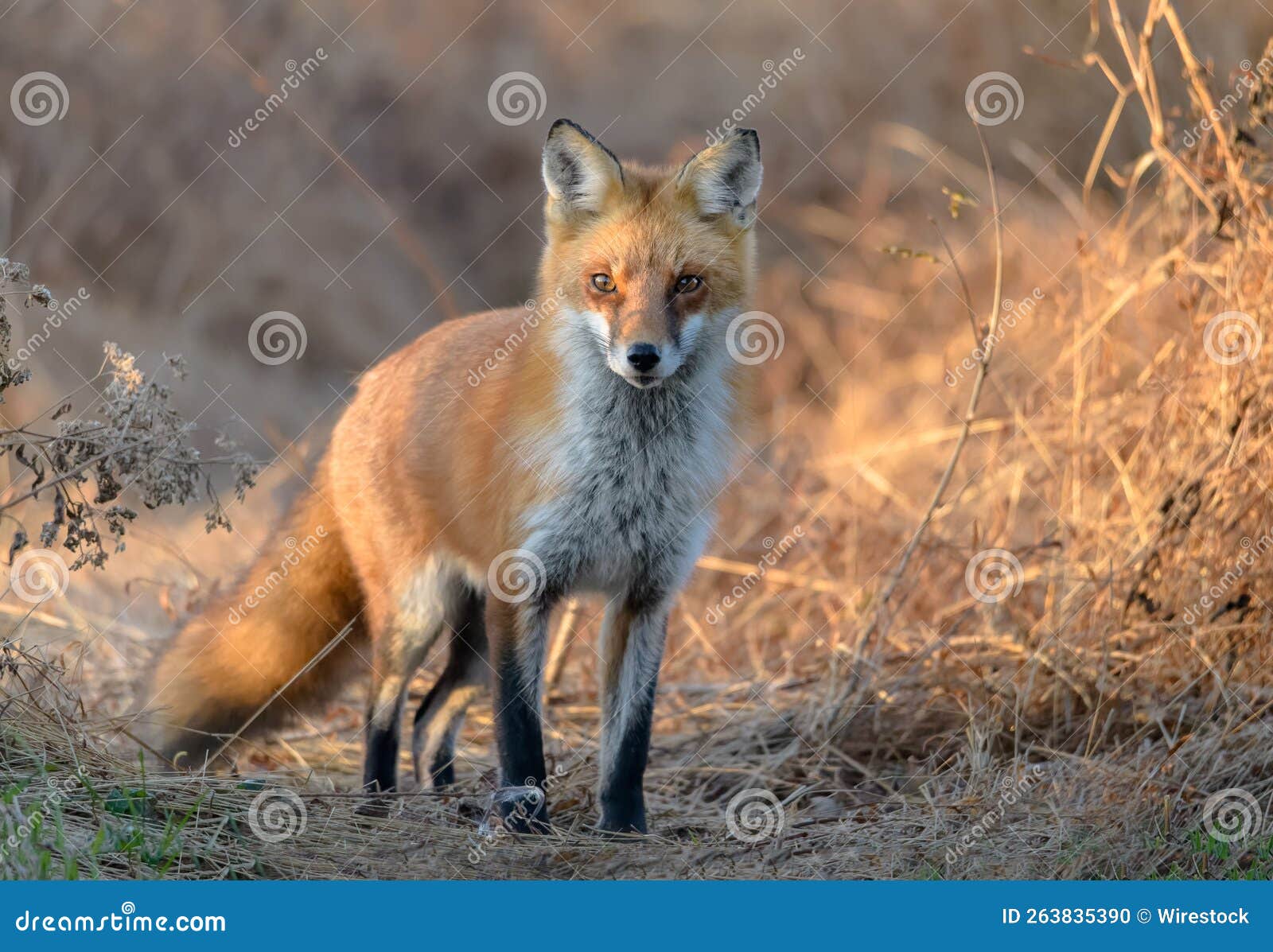 Selective Focus Shot of a Red Fox in the Forest Stock Photo - Image of ...