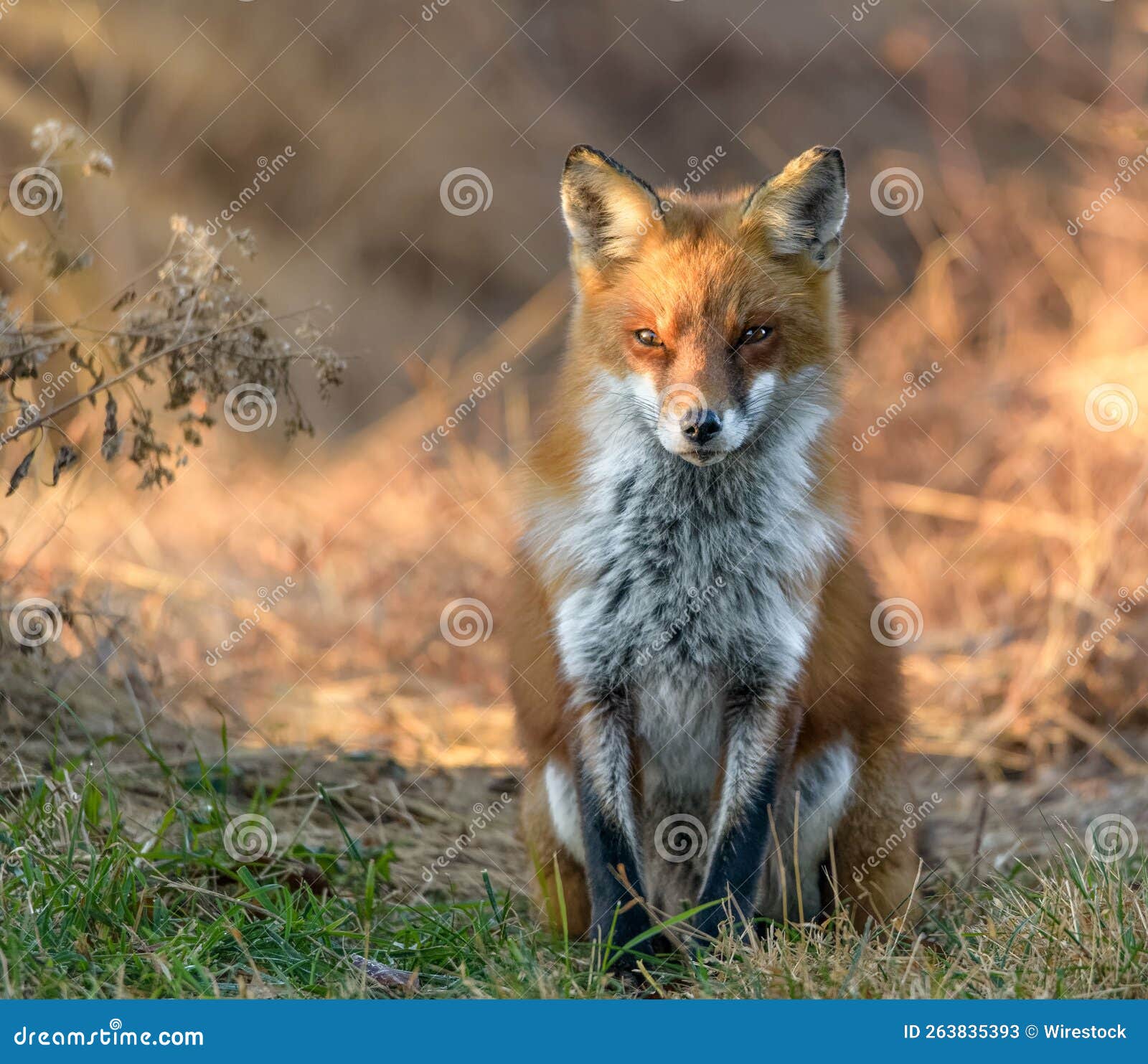 Selective Focus Shot of a Red Fox in the Forest Stock Image - Image of ...
