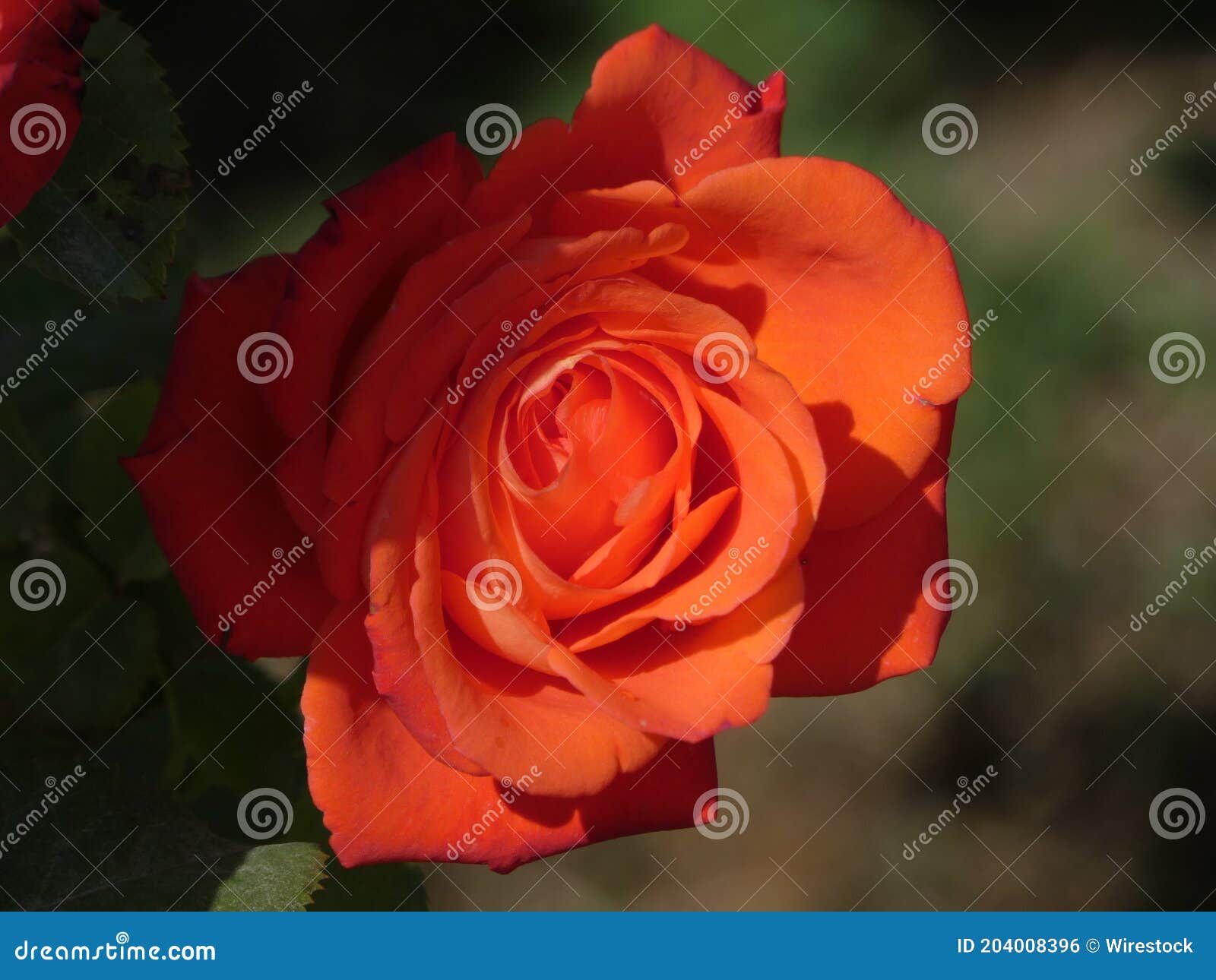 Selective Focus Shot of a Red Rose Under the Sunlight Stock Photo ...