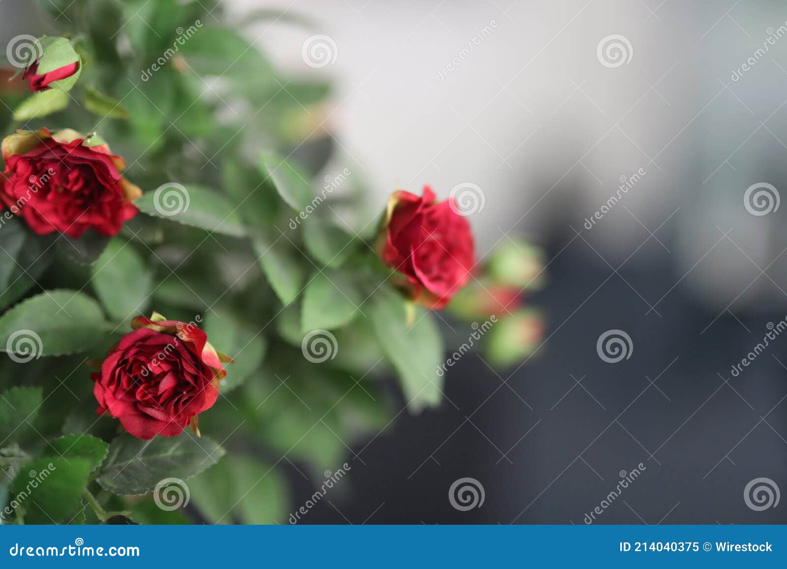 Selective Focus Shot of Red Roses in a Garden Stock Image - Image of ...