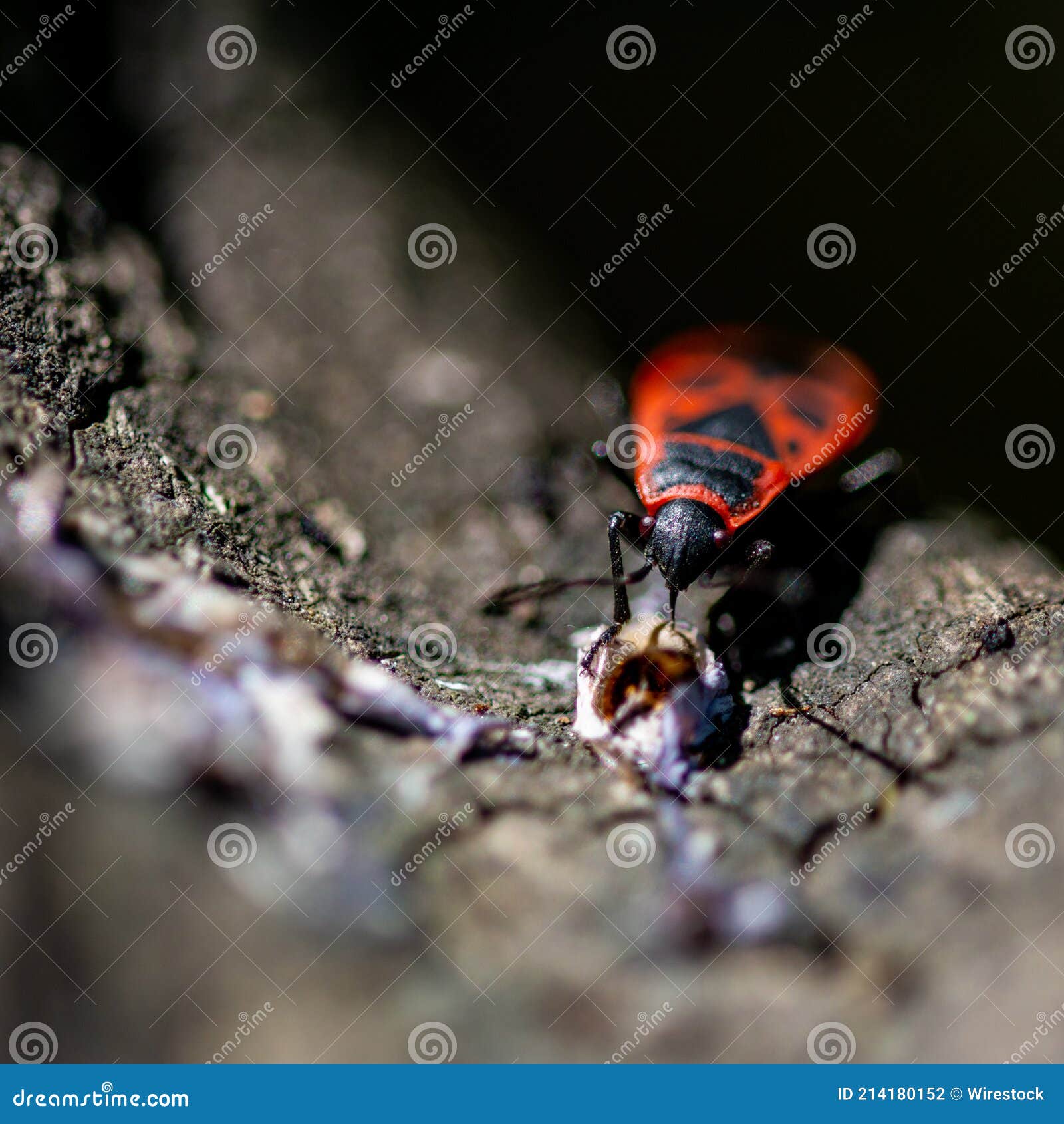 Selective Focus Shot of a Red Soldier Bug Killing Its Prey Stock Photo ...