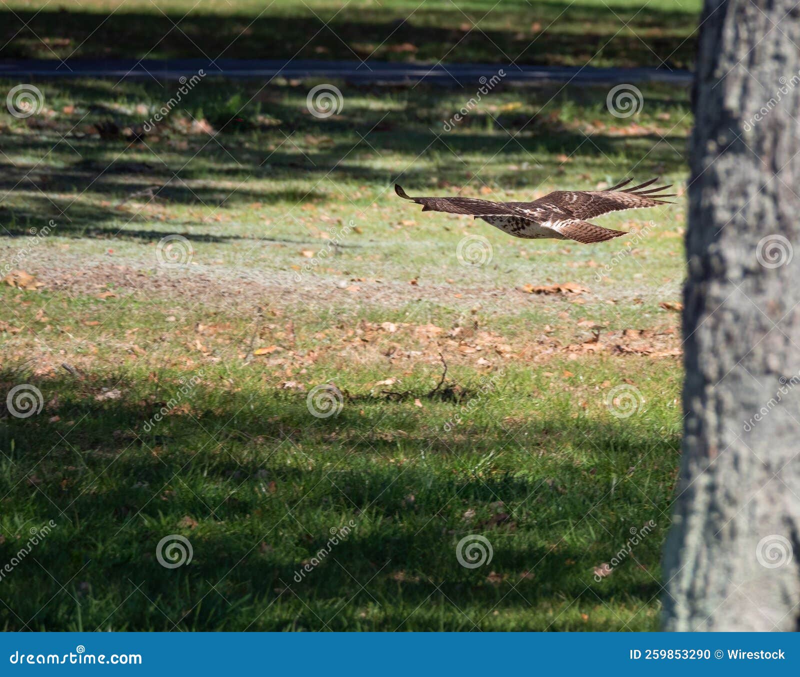 Selective Focus Shot of a Red Tailed Hawk Bird Flying Around the Grass ...