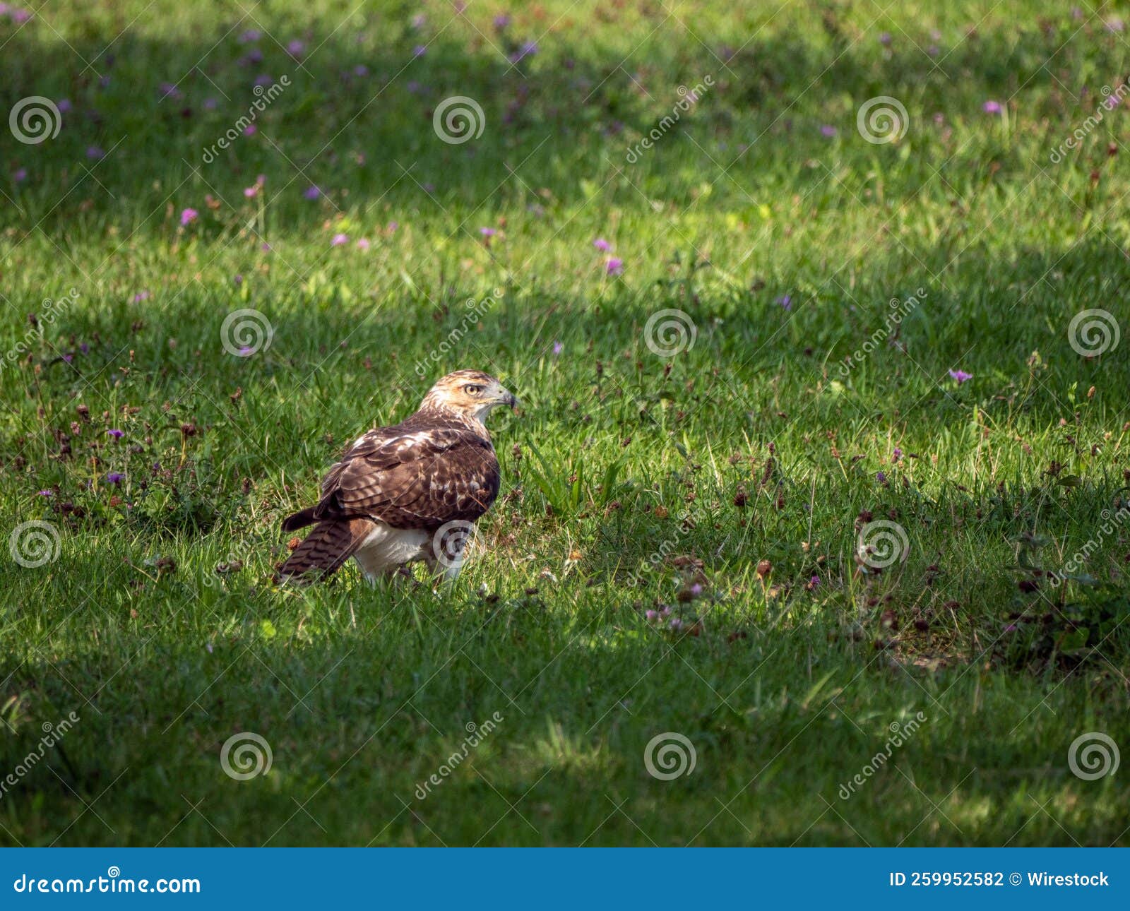 Selective Focus Shot of a Red-tailed Hawk in a Grass Field Stock Photo ...