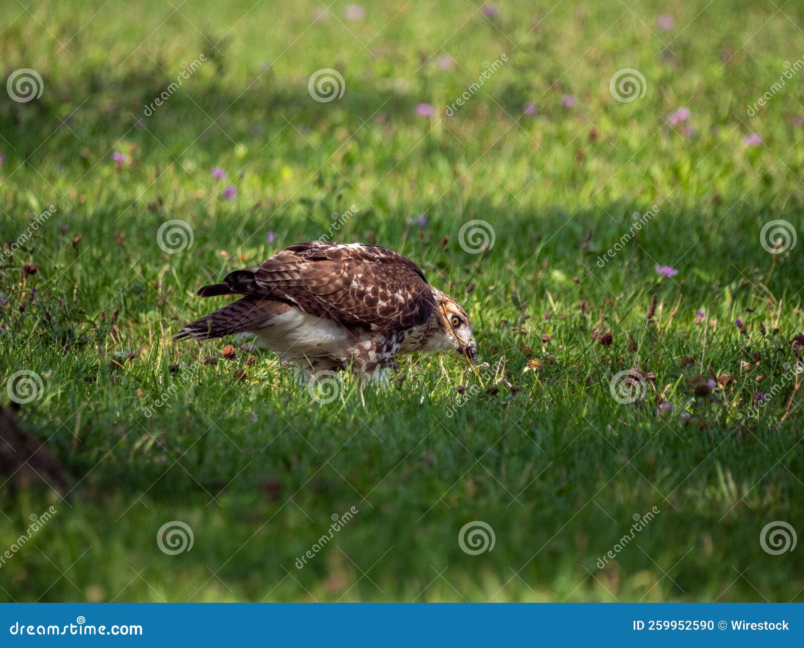 Selective Focus Shot of a Red-tailed Hawk in a Grass Field Stock Photo ...