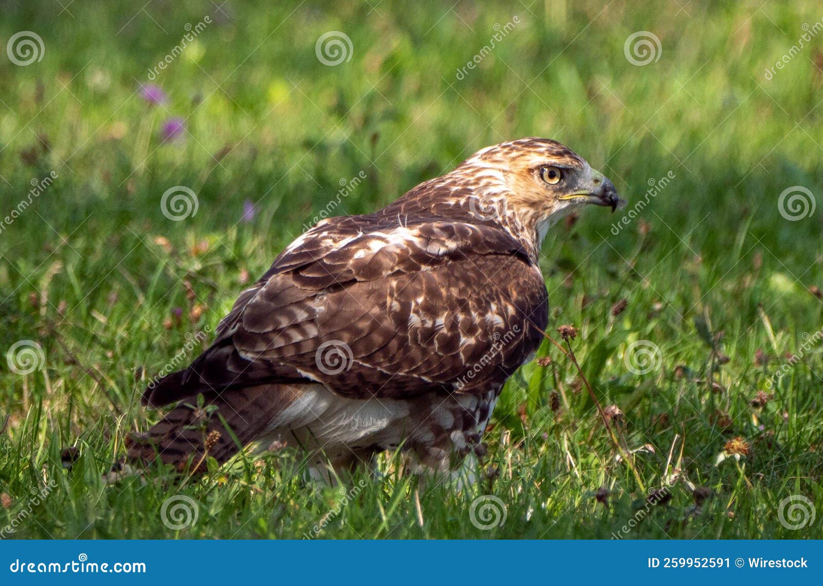 Selective Focus Shot of a Red-tailed Hawk in a Grass Field Stock Image ...