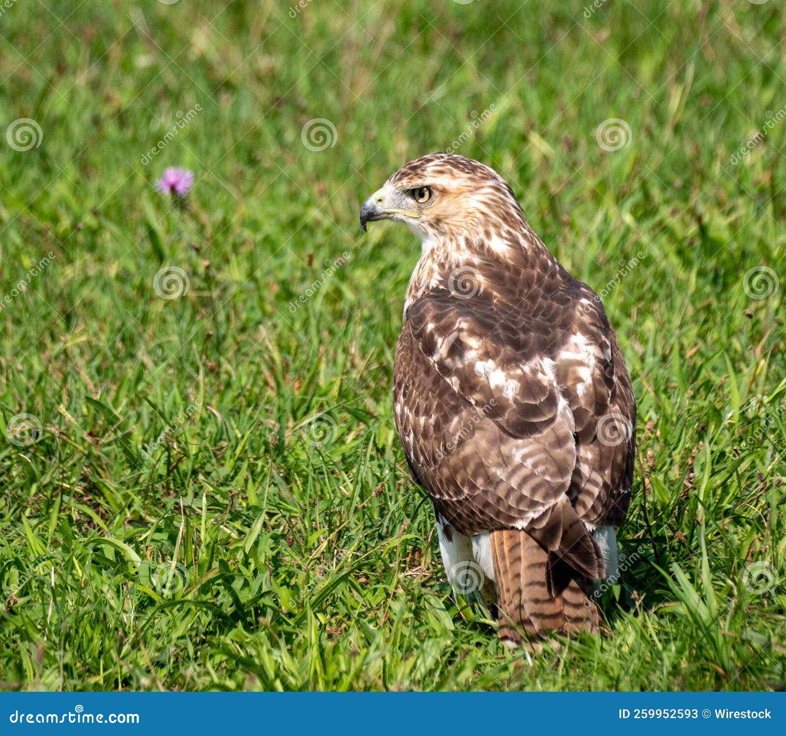 Selective Focus Shot of a Red-tailed Hawk in a Grass Field Stock Image ...