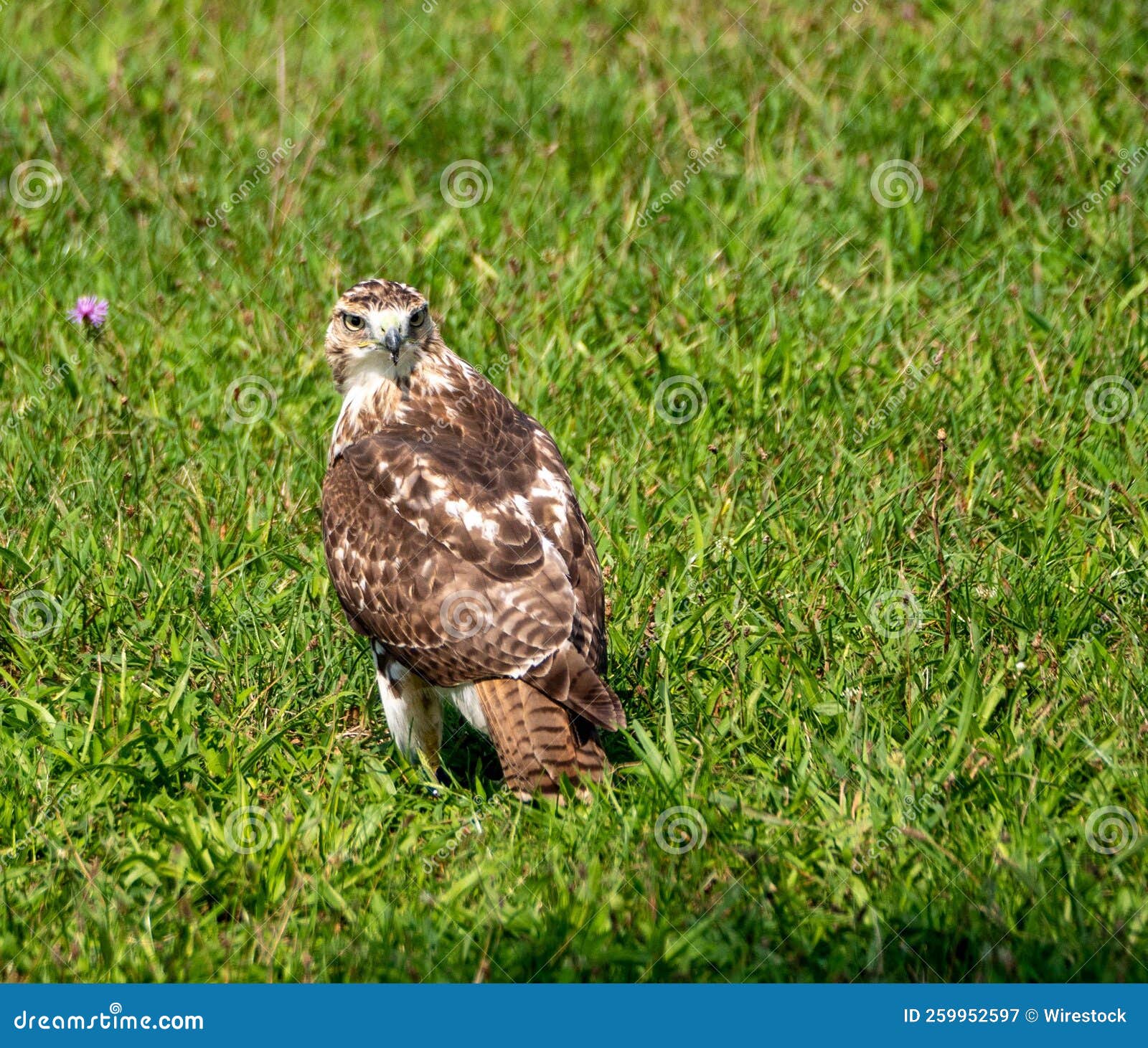 Selective Focus Shot of a Red-tailed Hawk in a Grass Field Stock Image ...