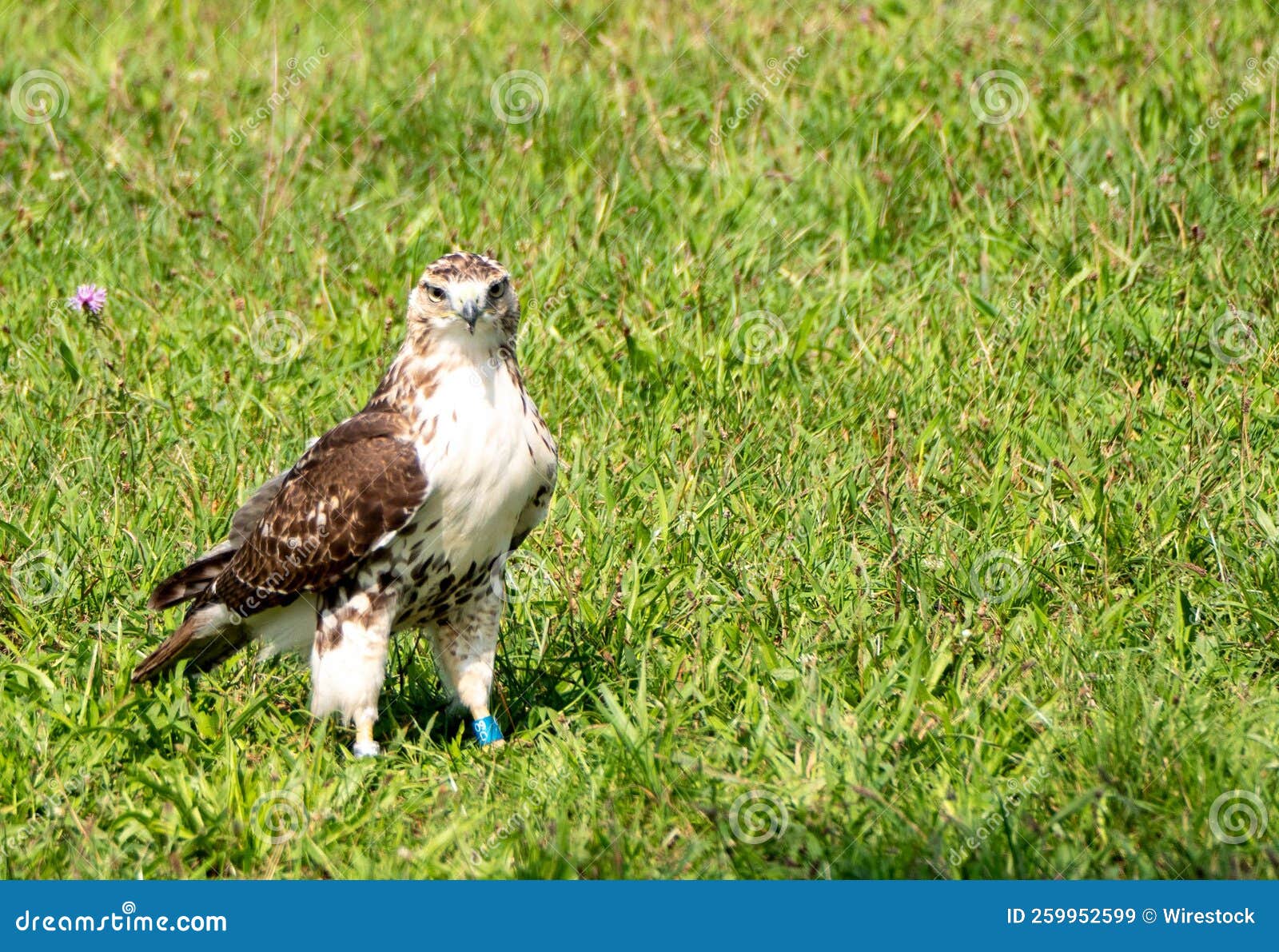 Selective Focus Shot of a Red-tailed Hawk in a Grass Field Stock Image ...