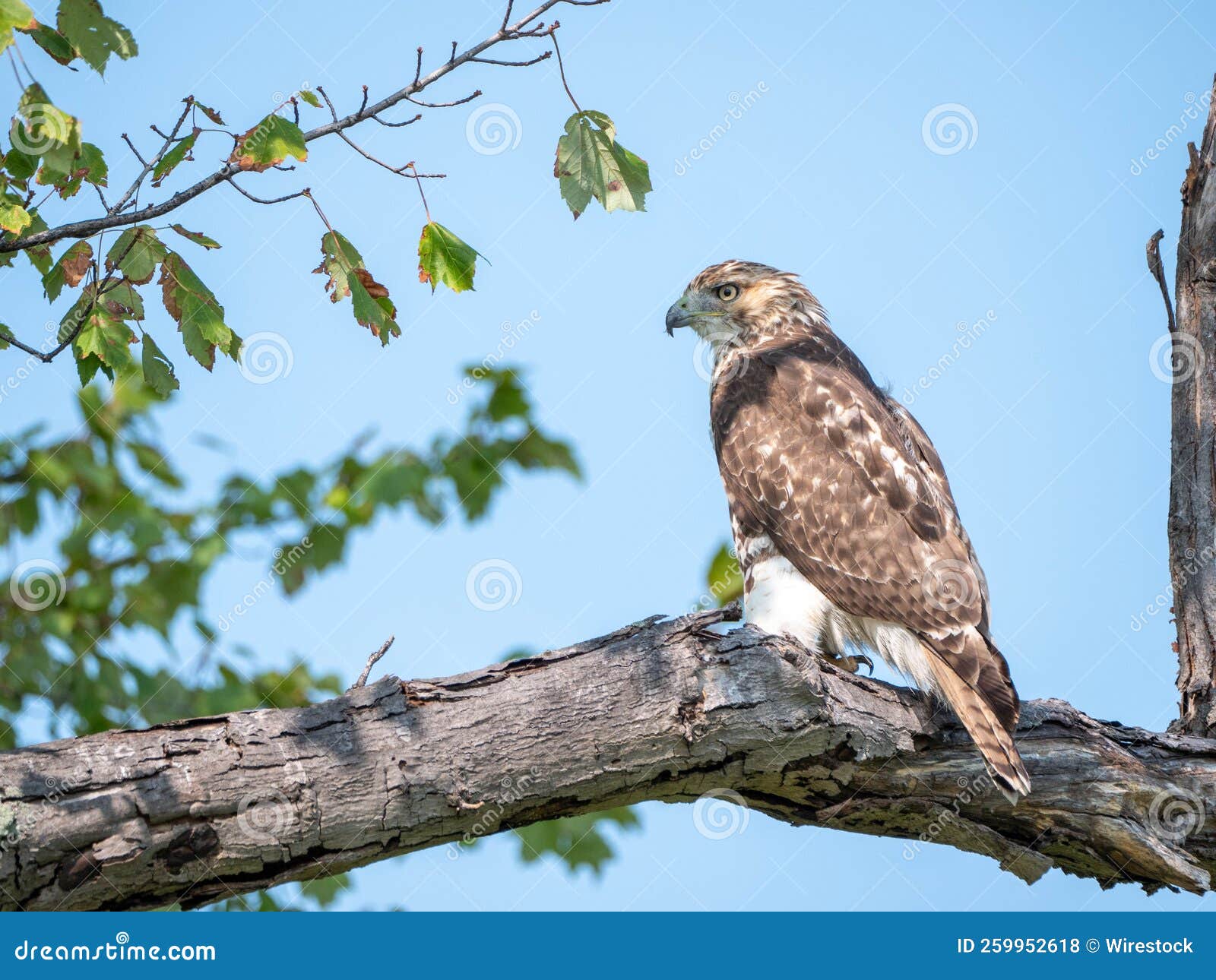 Selective Focus Shot of a Red-tailed Hawk Sitting on a Tree Stock Photo ...