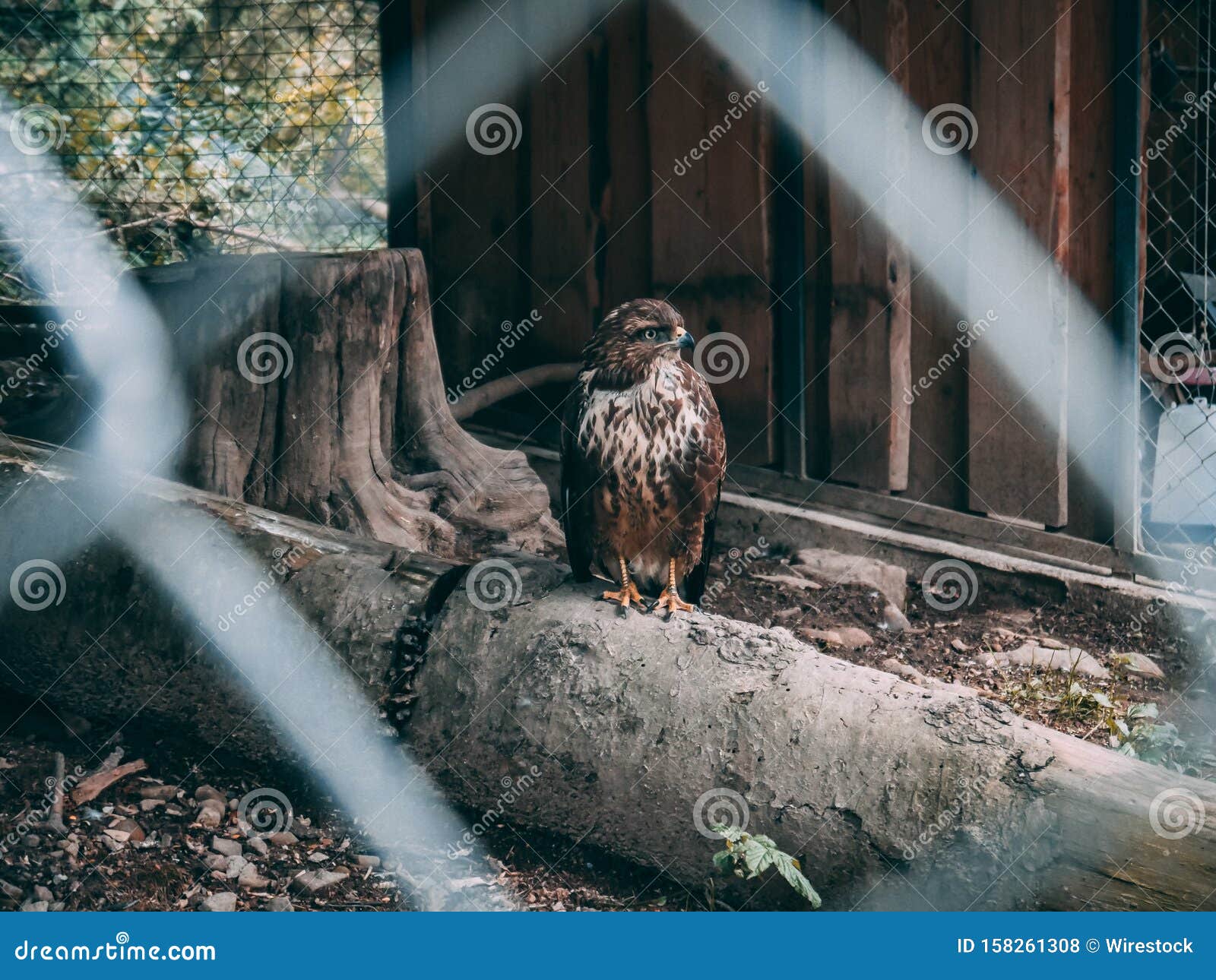 Selective Focus Shot of a Red-tailed Hawk on a Tree Trunk in a Fenced ...