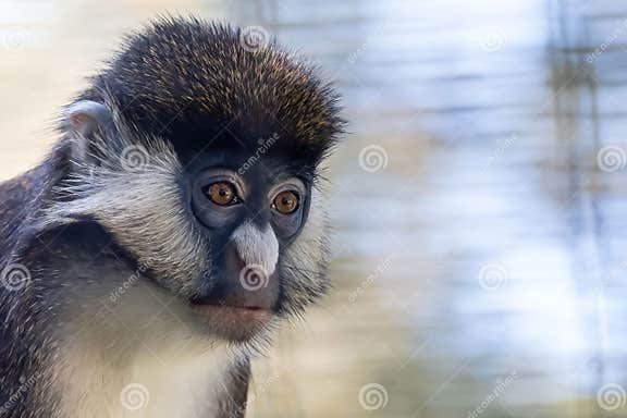 Selective Focus Shot of a Red-tailed Monkey in the Daylight Stock Photo ...
