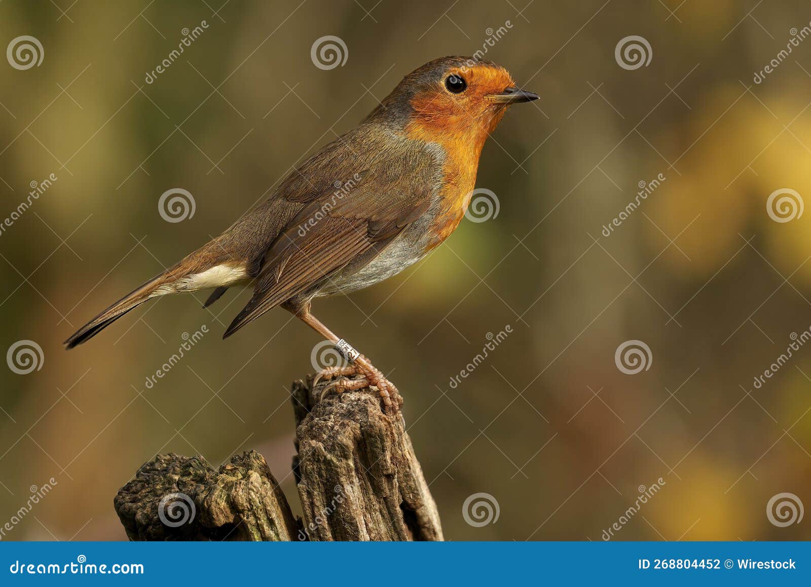 Selective Focus Shot of Robin in the Forest Stock Photo - Image of ...