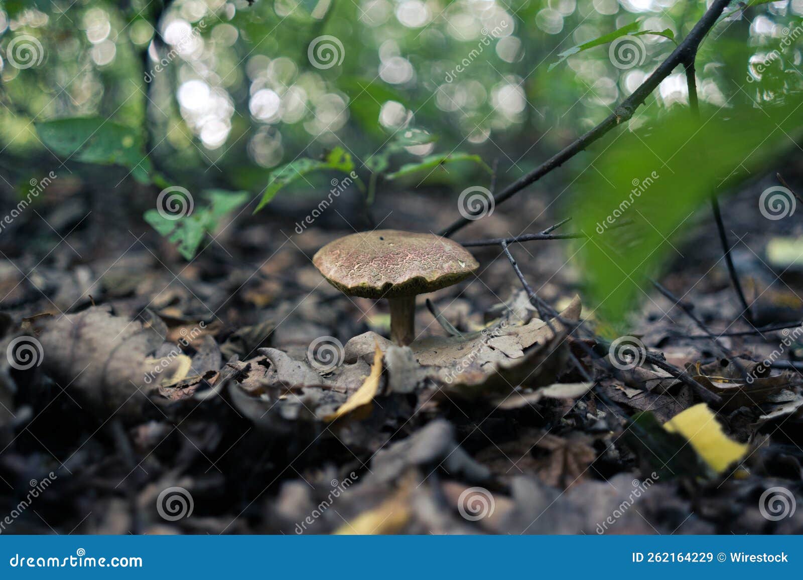 Selective Focus Shot of a Russula Integra Fungus Growing in the Soil ...