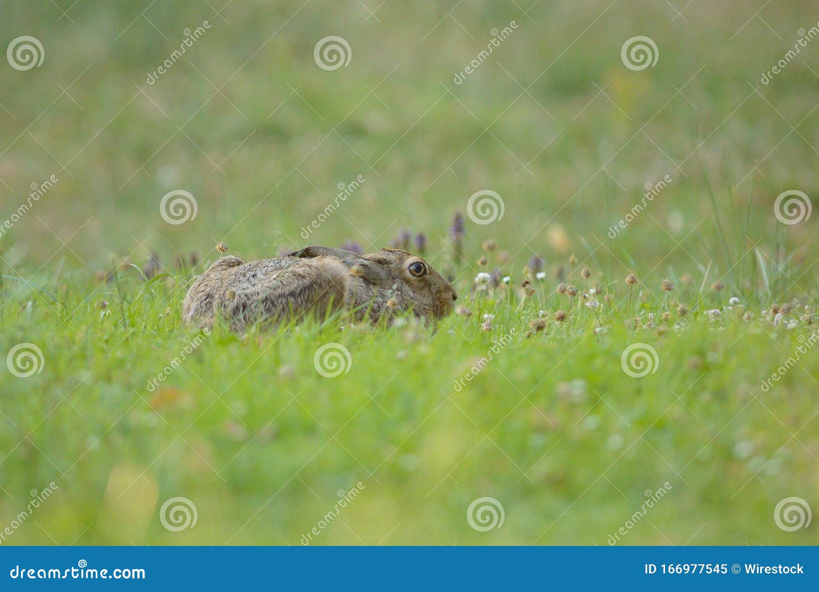 Selective Focus Shot of a Scared Brown Hare Taking Cover with Its Ears ...
