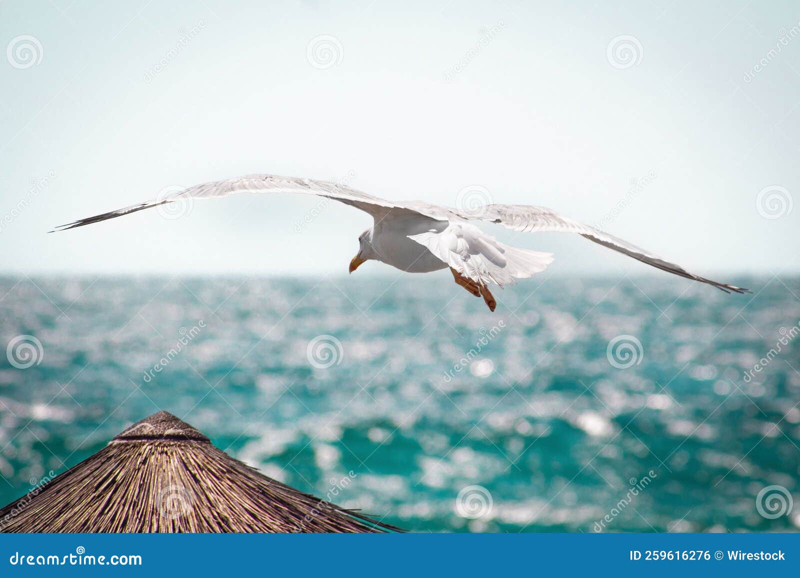Selective Focus Shot of Seagull in Flight Stock Photo - Image of fauna ...