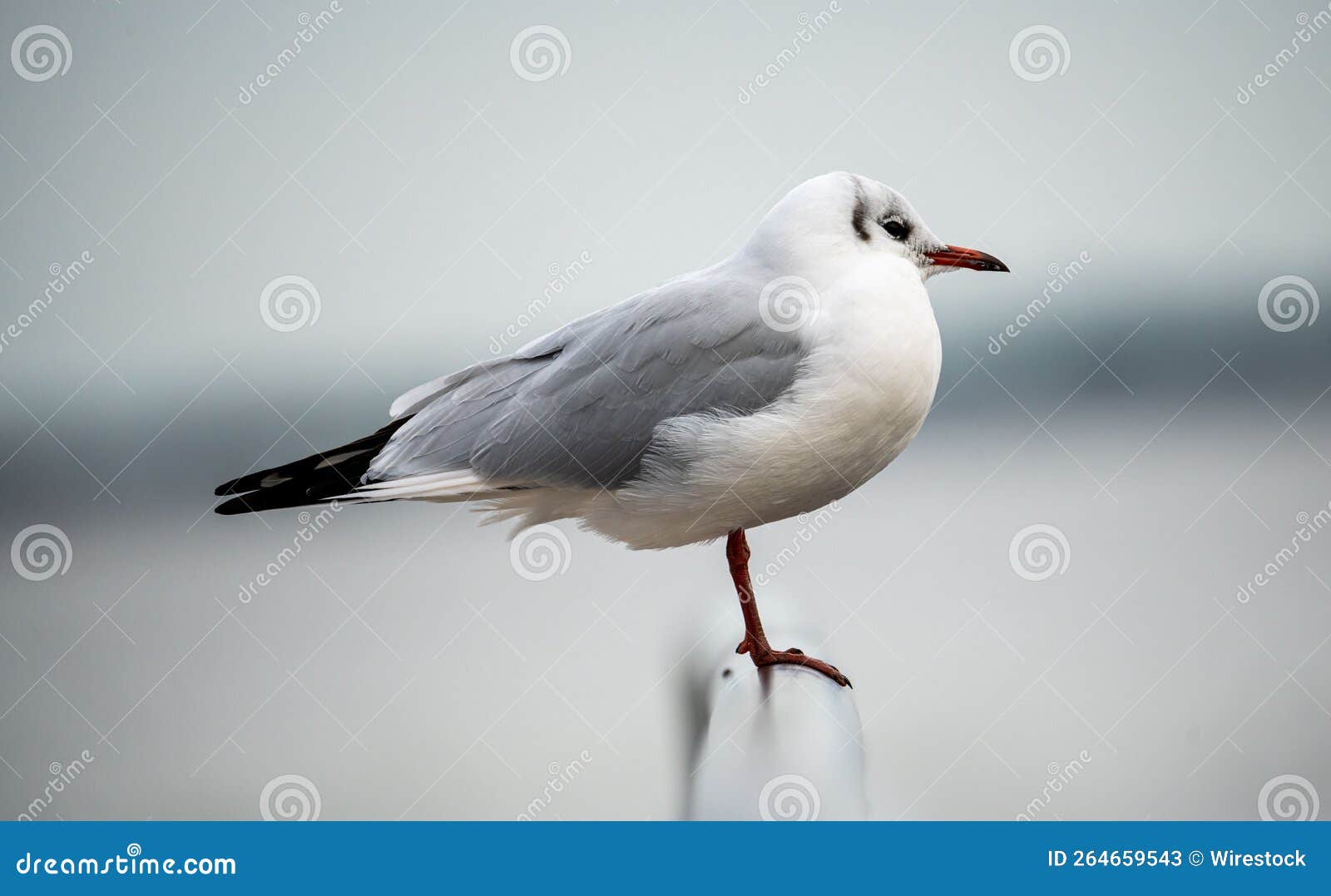 Selective Focus Shot of a Seagull Perched on Metal Railing Stock Image ...