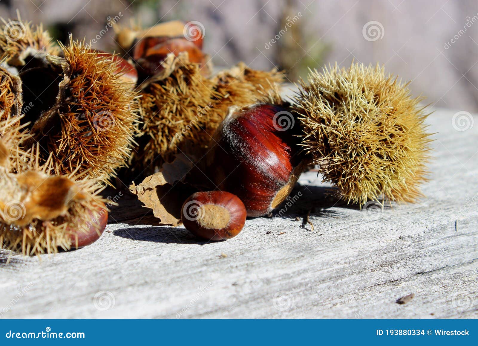 Selective Focus Shot Shiny Brown Chestnuts with Spiky Shells Stock ...