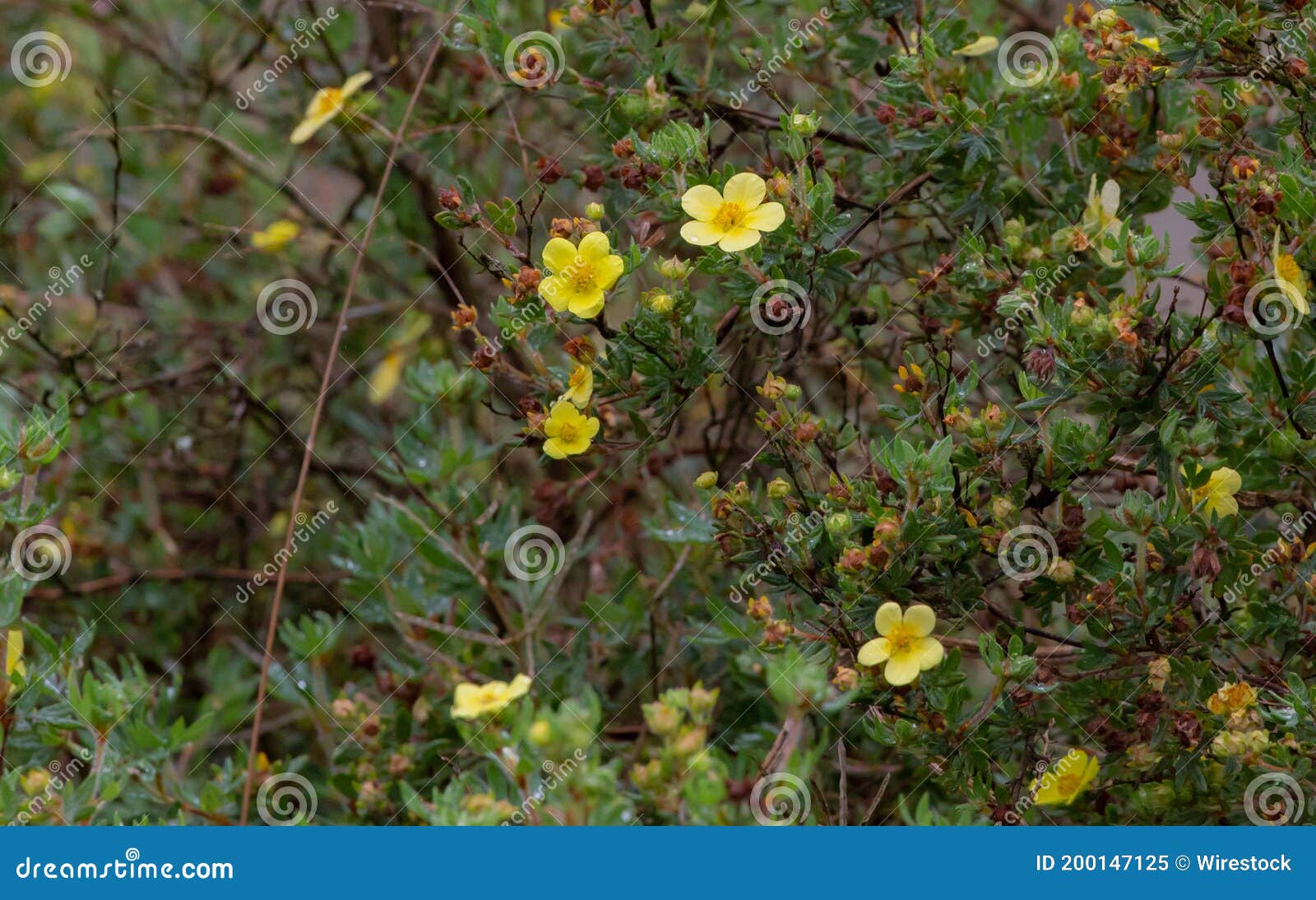 Selective Focus Shot of Shrubby Cinquefoils Growing in a Field Stock ...