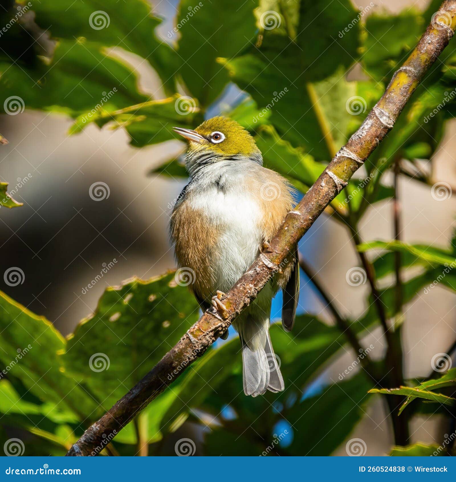The Silvereye Bird Stock Image | CartoonDealer.com #88384909