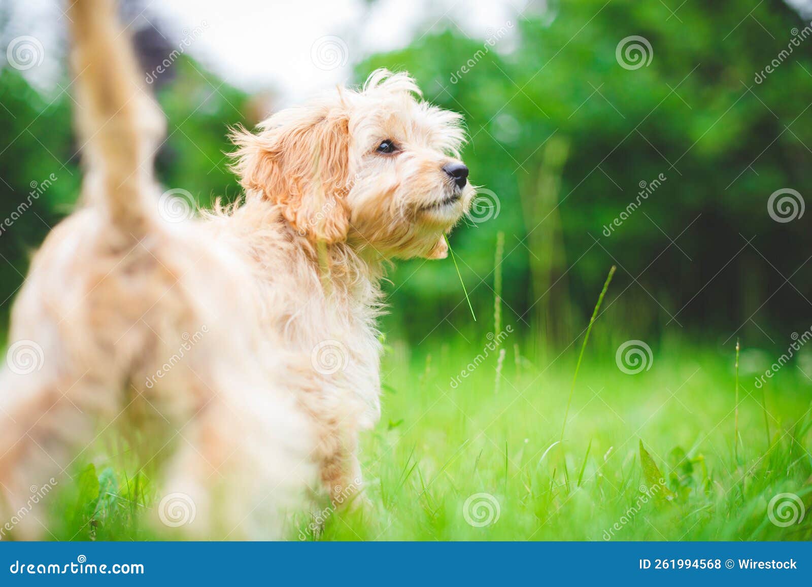 Selective Focus Shot of a Small Cavapoo Dog in a Park Stock Photo ...