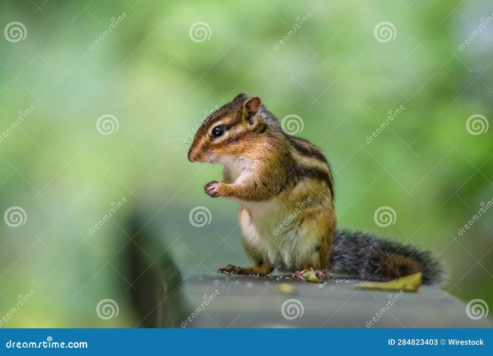 Selective Focus Shot of a Small Chipmunk with a Nut in Its Hand Stock ...