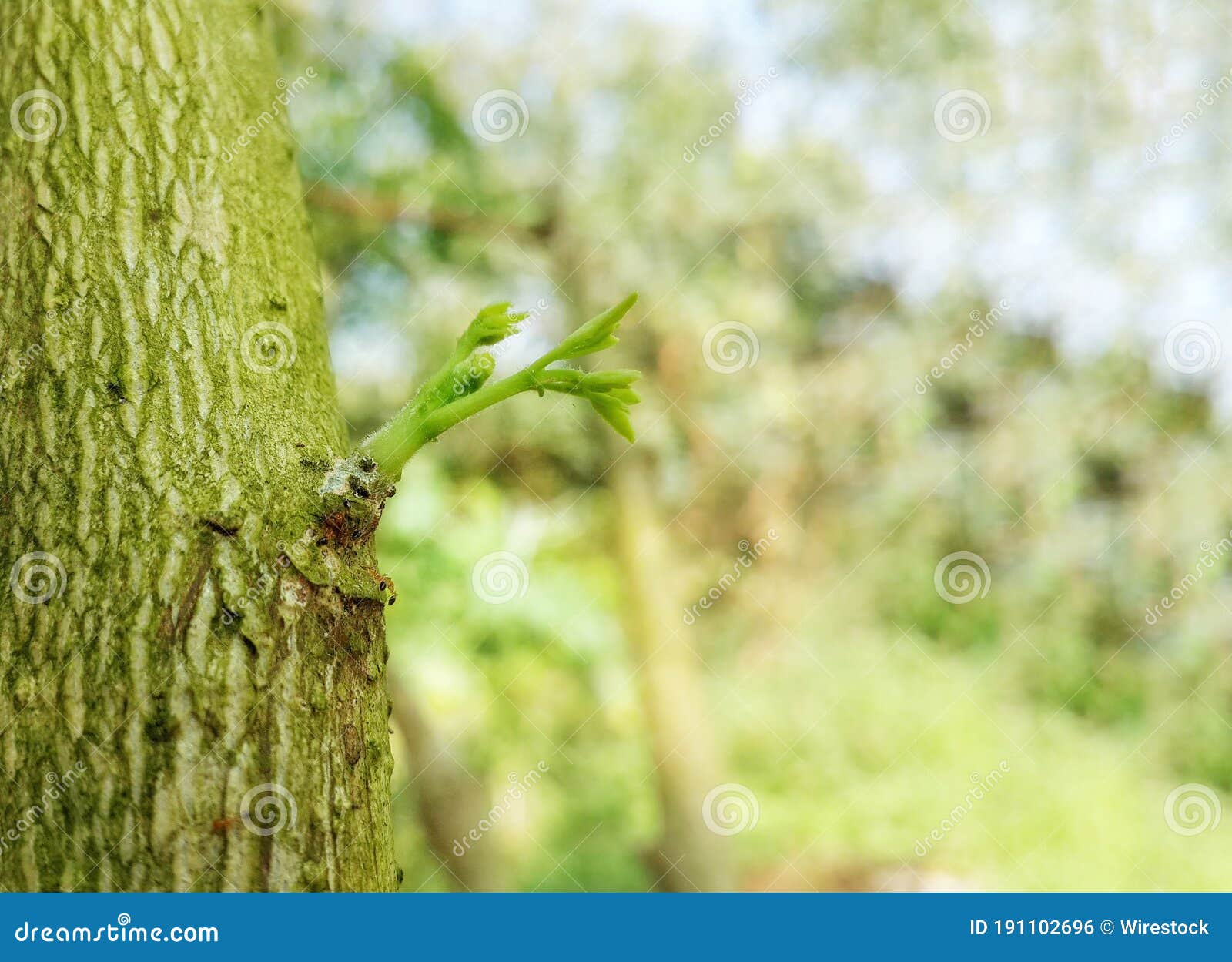 Selective Focus Shot of a Small Green Plant Sprout on a Thick Green ...