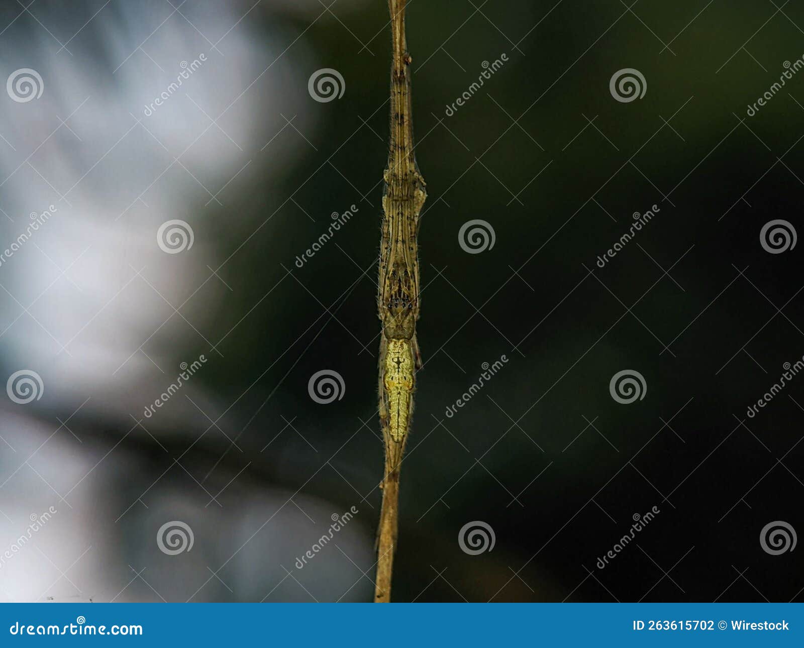 Selective Focus Shot of a Small Spider Hiding on a Thin Plant Stock ...