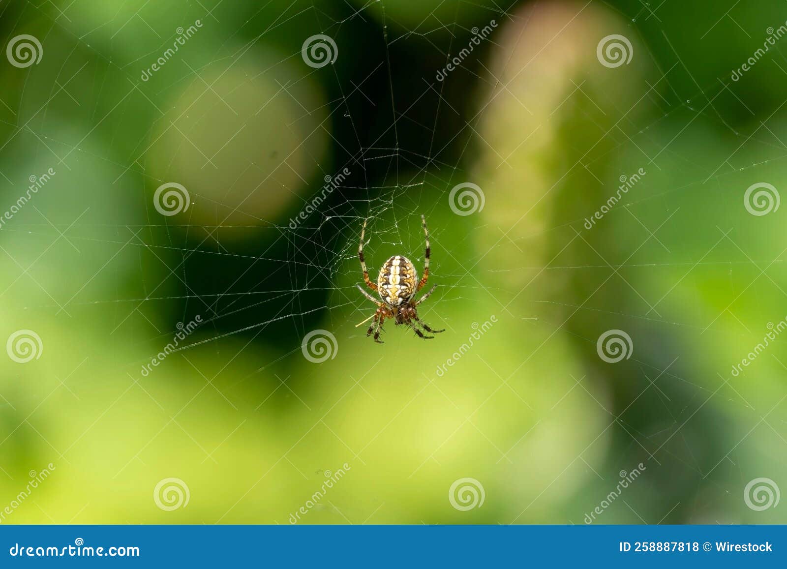 Selective Focus Shot of a Spider in Its Natural Environment Stock Photo ...