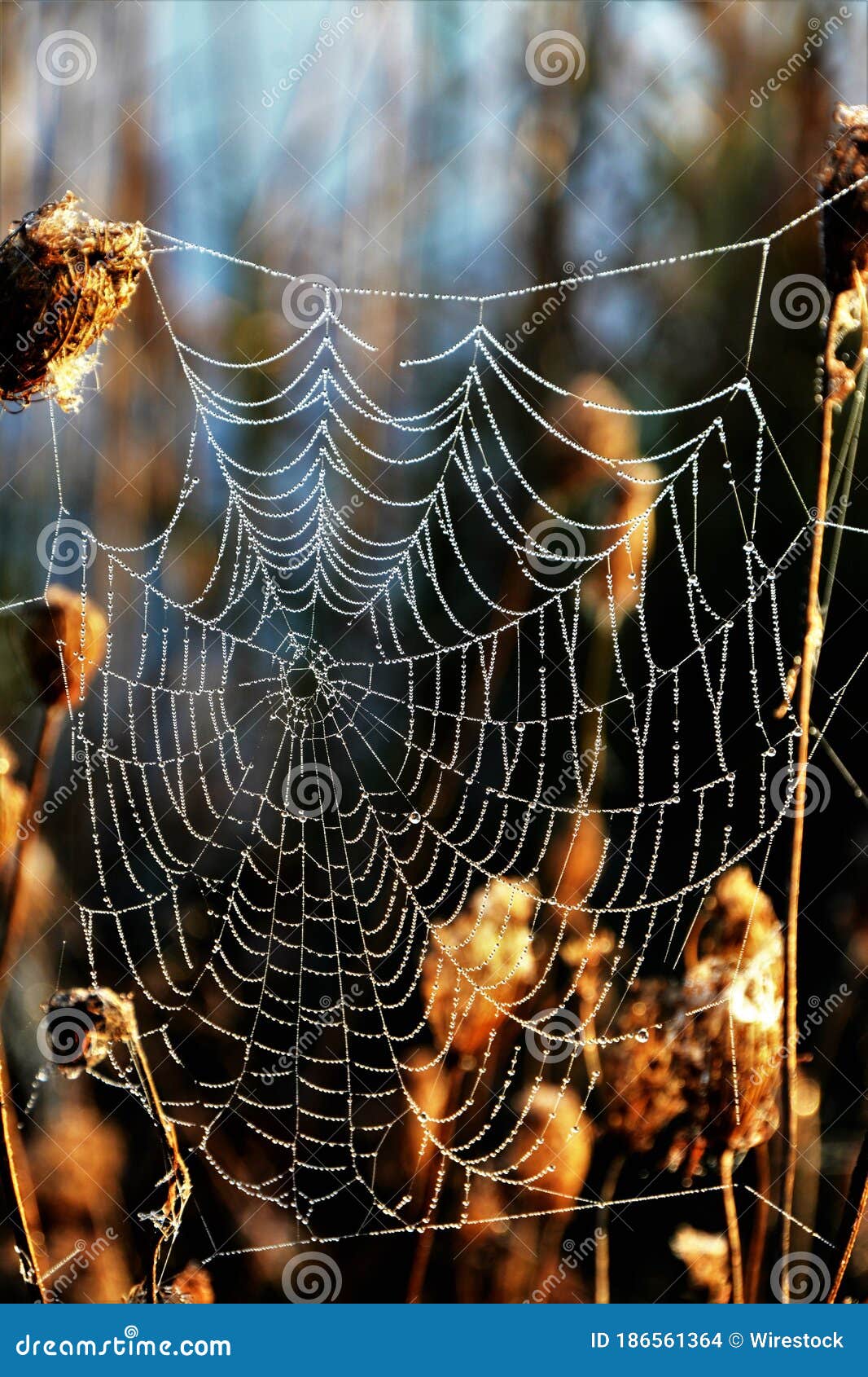 Selective Focus Shot of a Spider Web Captured in Nature Stock Photo ...